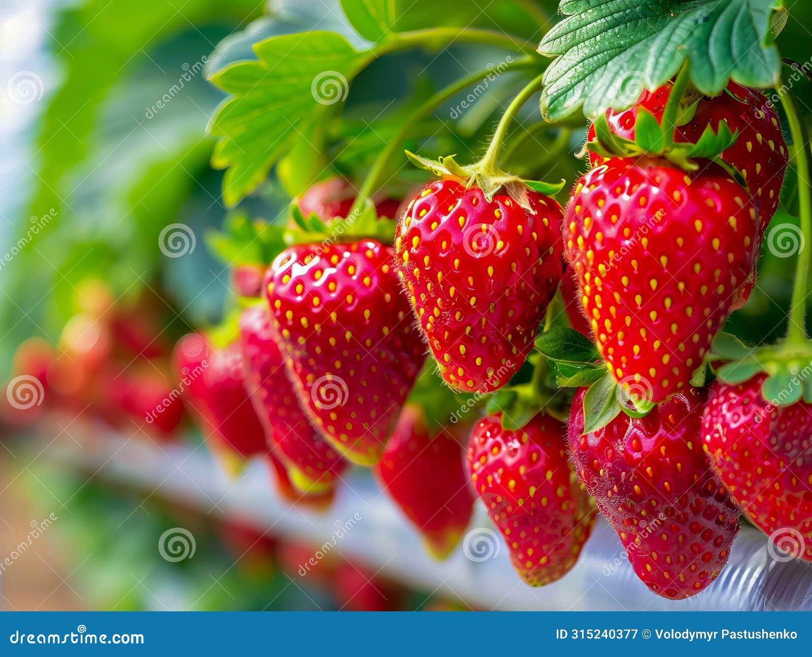 Strawberries Growing on a Vine Stock Image - Image of fruit, superfruit ...