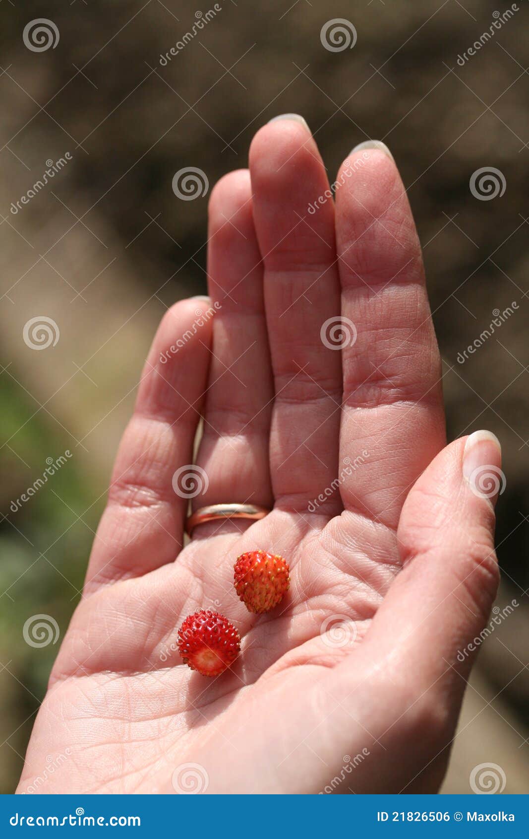 Strawberries on a hand stock photo. Image of woman, hand - 21826506