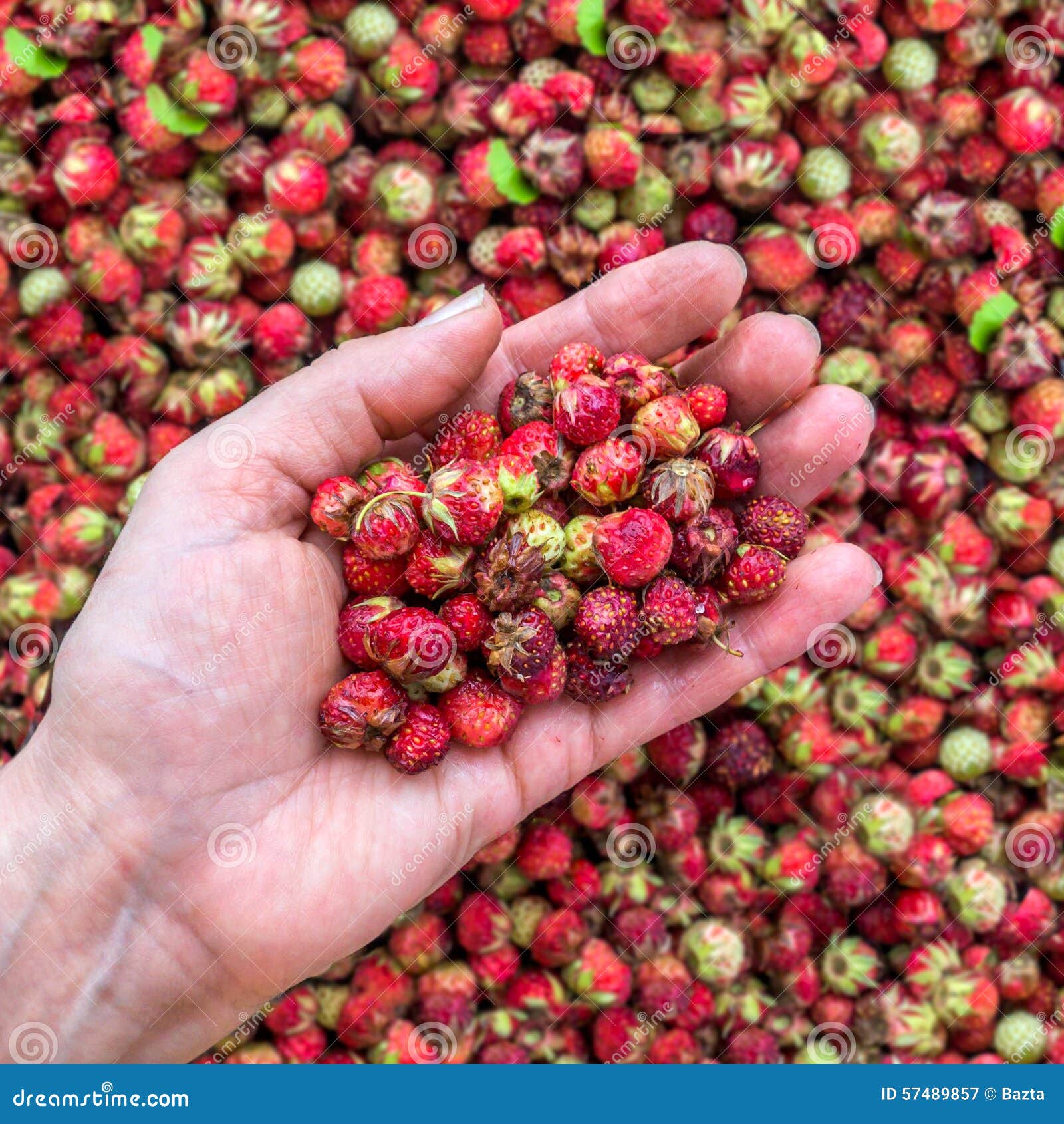 Small Strawbery Berry Isolated On White Royalty-Free Stock Photography ...