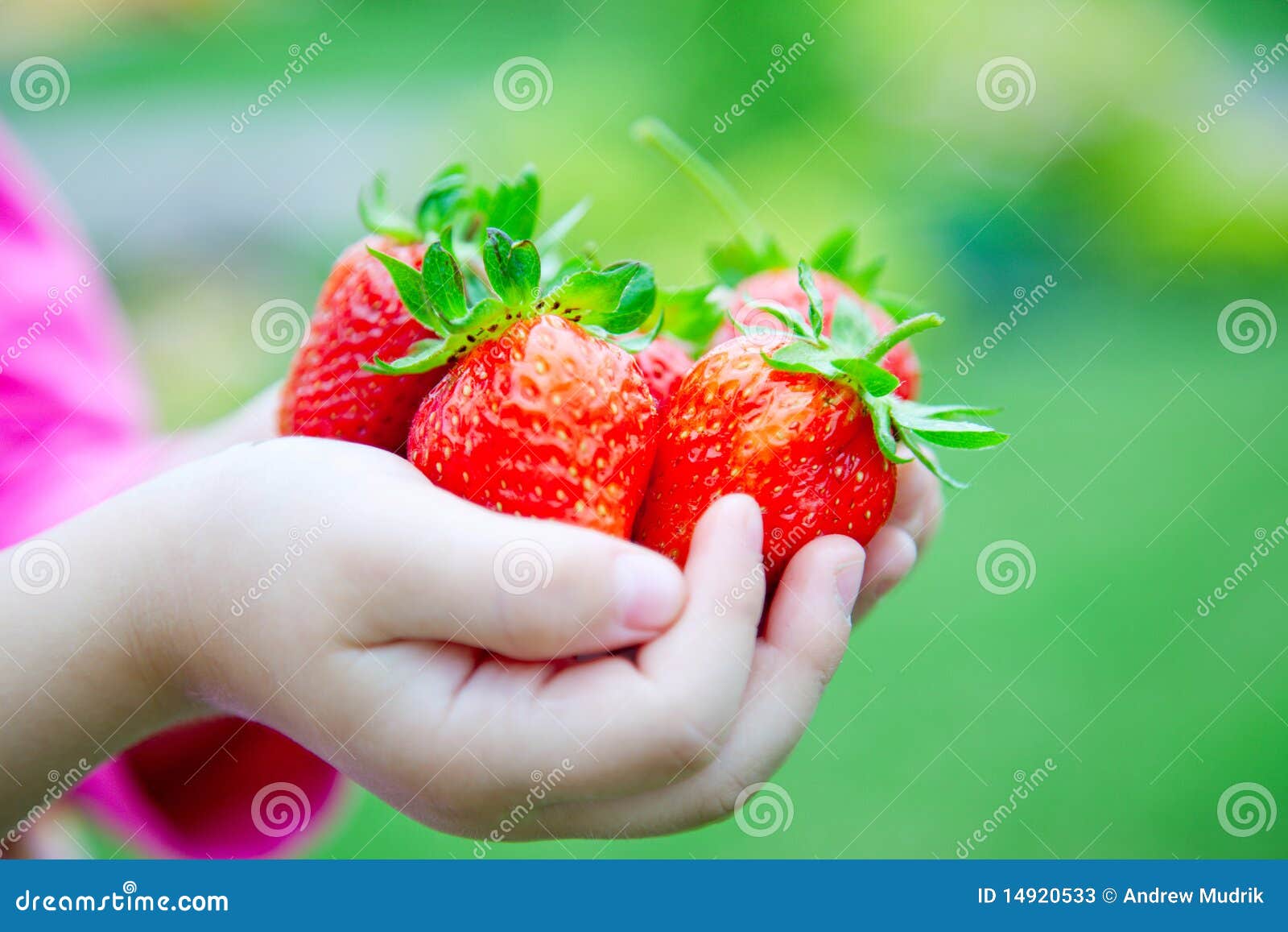 Strawberries in the hands stock image. Image of closeup - 14920533