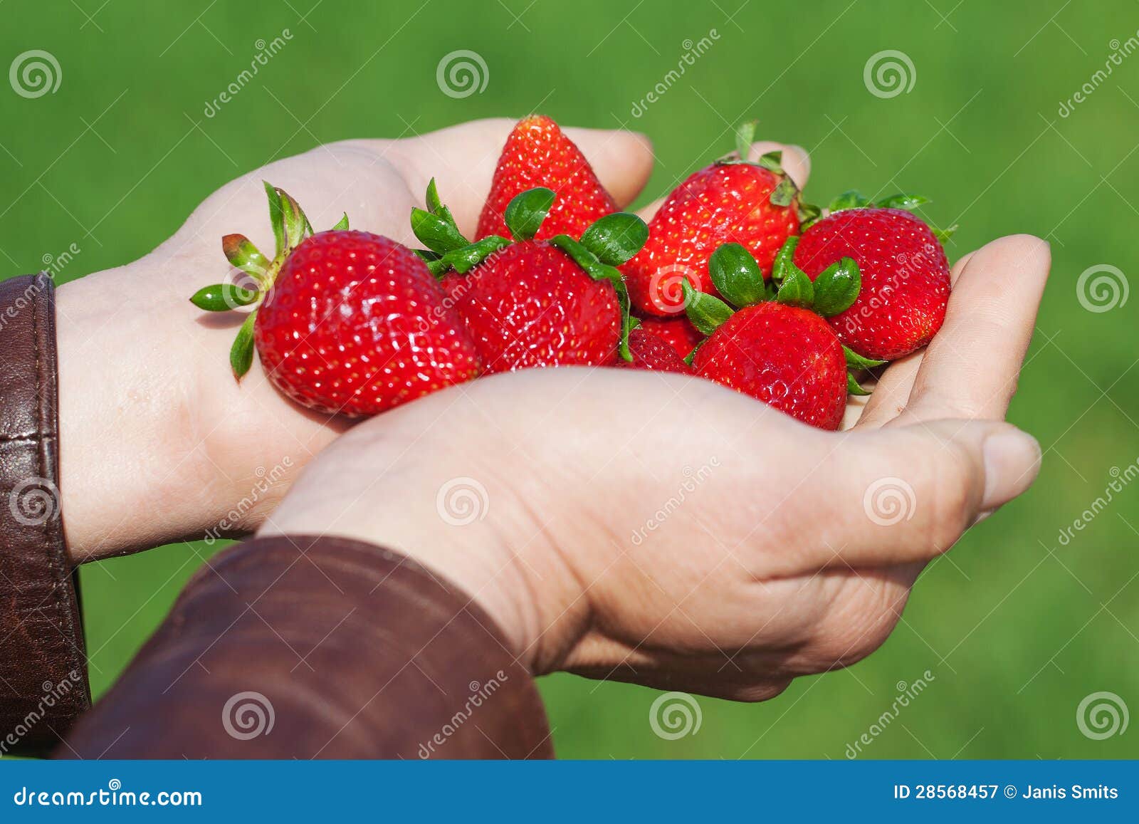 Strawberries in hands. stock image. Image of gourmet - 28568457