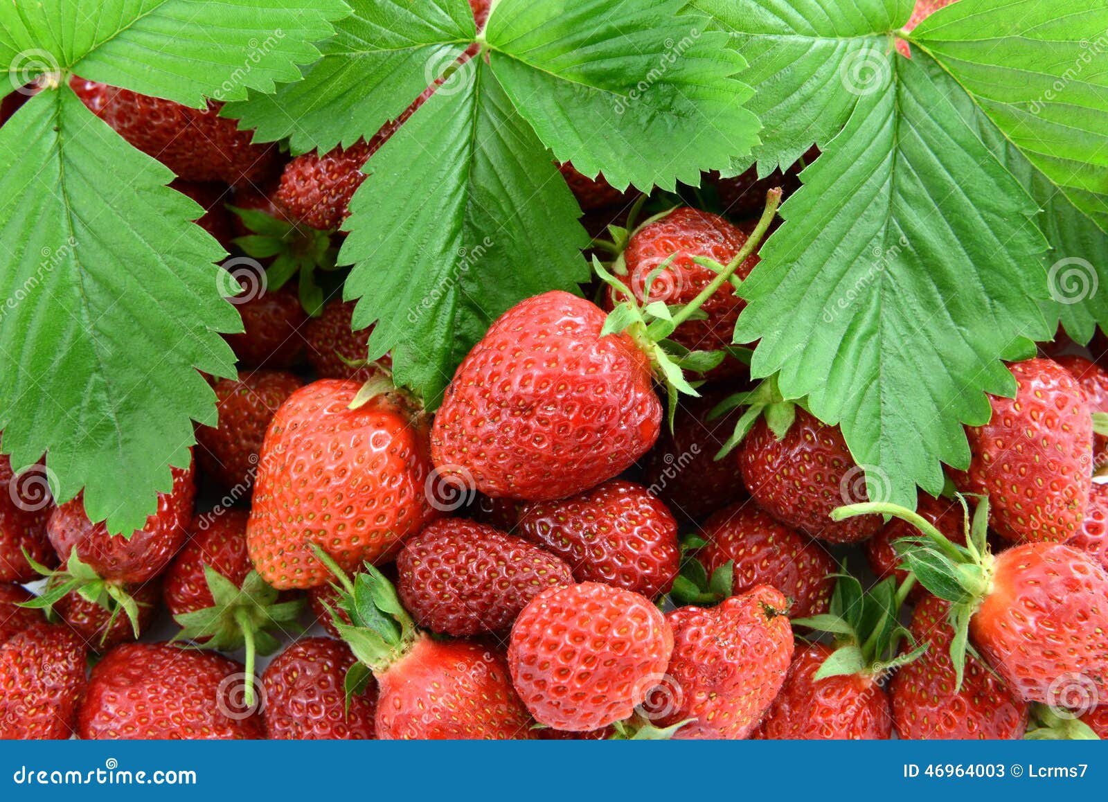 Strawberries with leaf stock image. Image of health, freshness - 46964003
