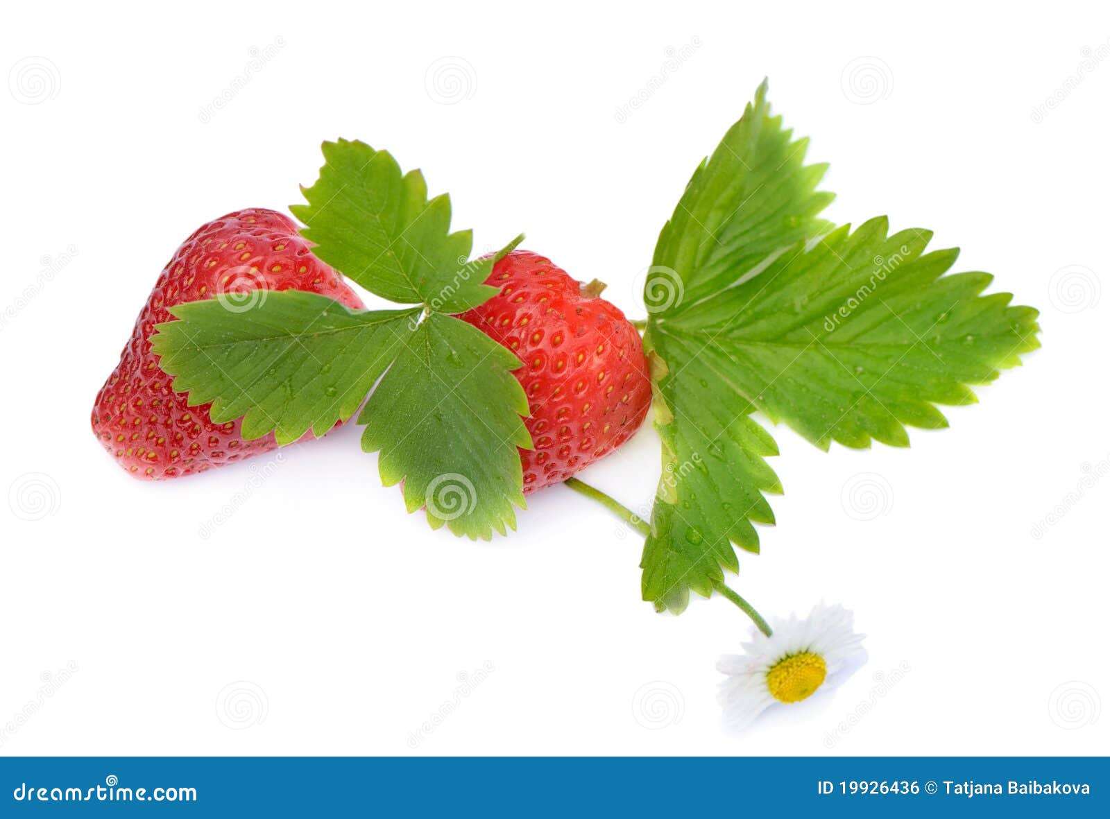 Strawberries with leaves stock photo. Image of leaf, edible - 19926436