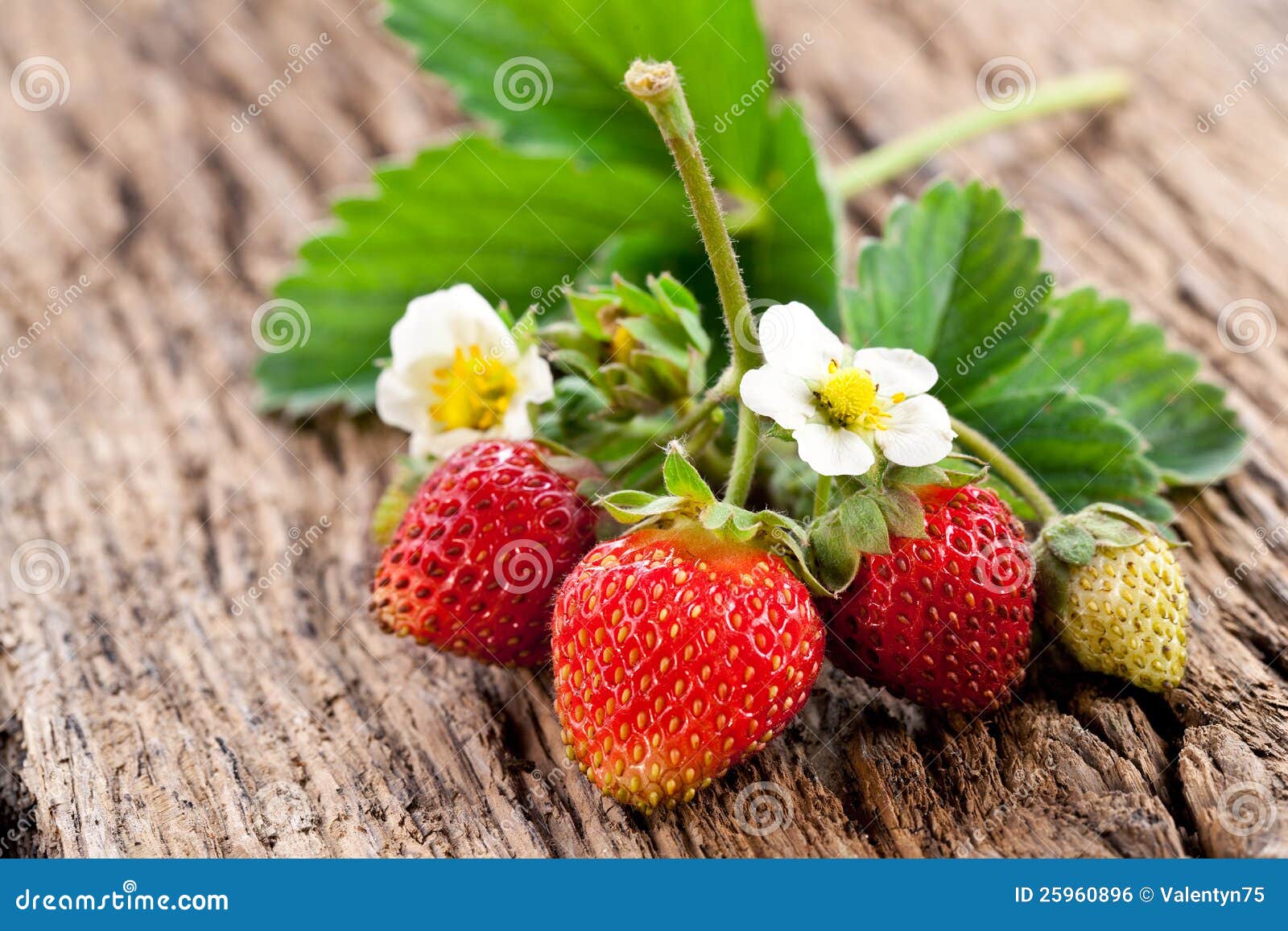 Strawberries with leaves stock photo. Image of ripe, macro - 25960896