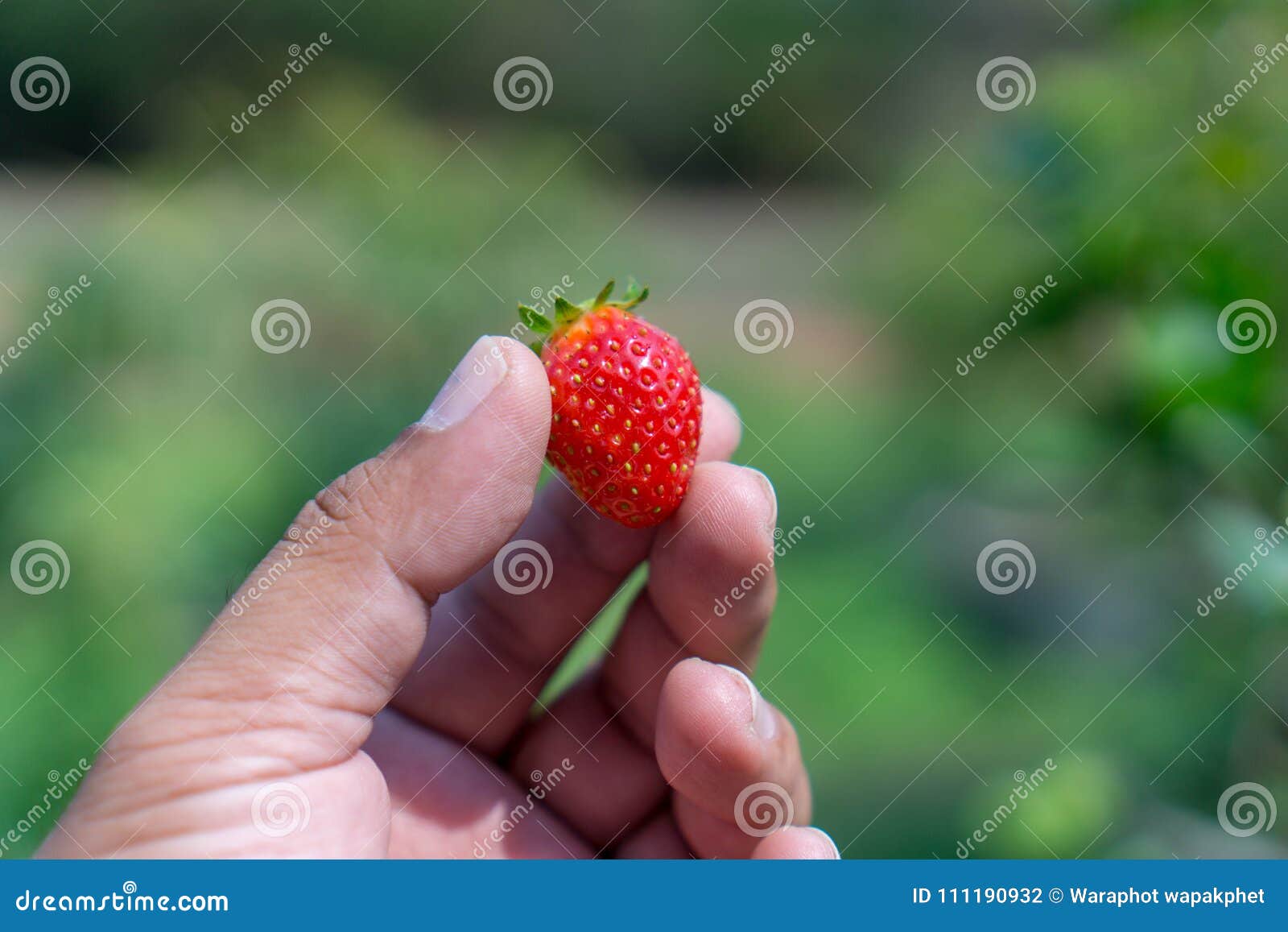 Strawberries On Men`s Hands Food Concepts And Fruits Or Make A Stock