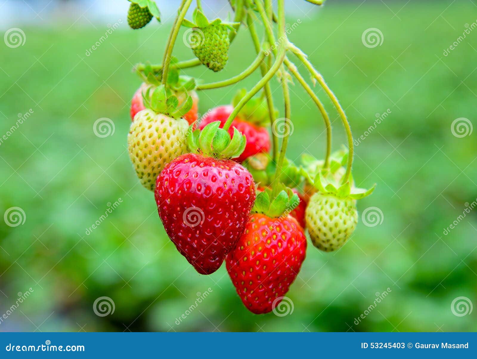 Strawberries in orchard stock image. Image of vitamin - 53245403