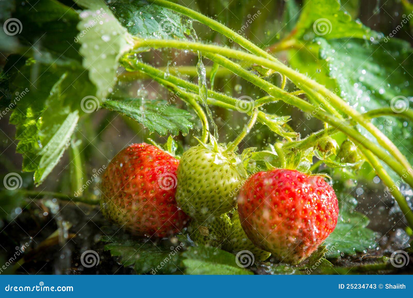 Strawberries Plant in the Rain Stock Image - Image of eating ...