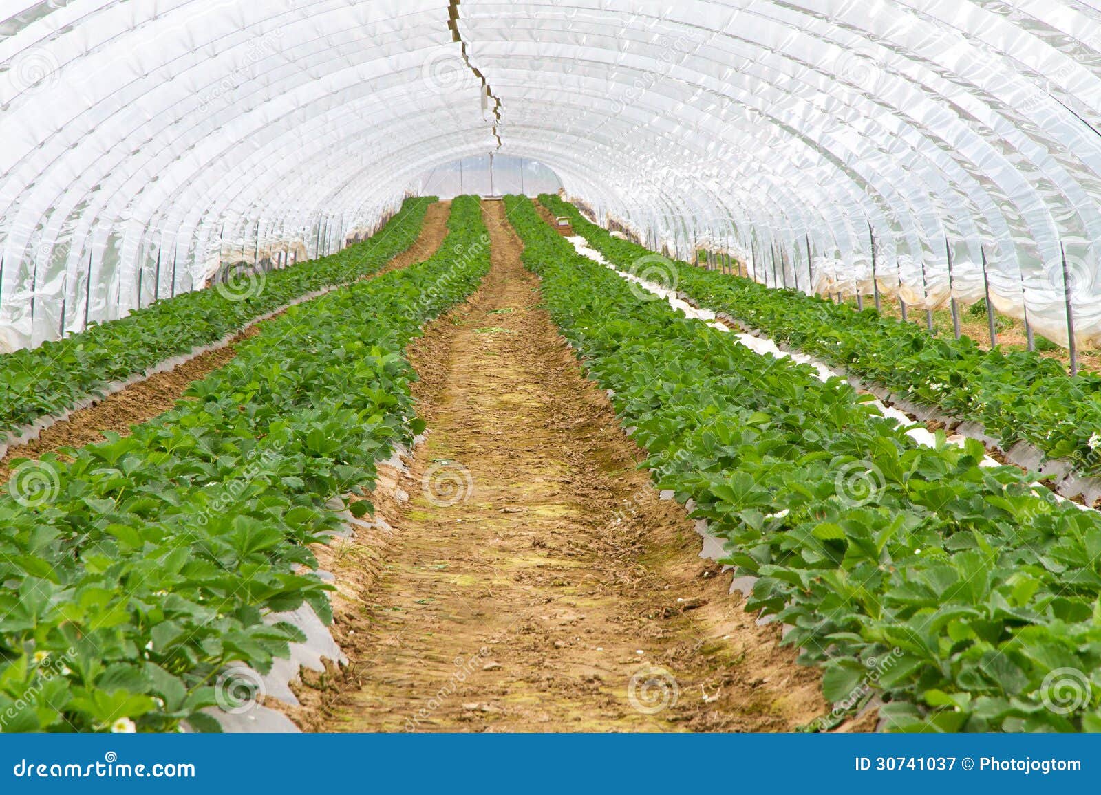 Strawberry Polytunnel Stock Photos - Free & Royalty-Free Stock Photos ...