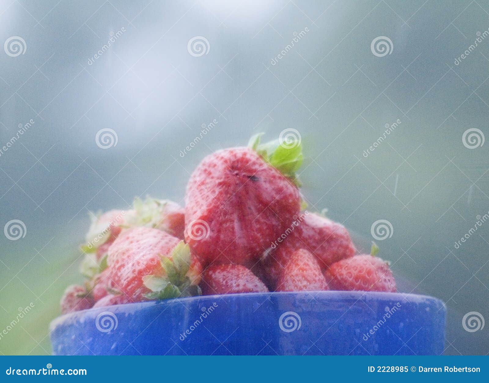 Strawberries In Rain Picture. Image: 2228985