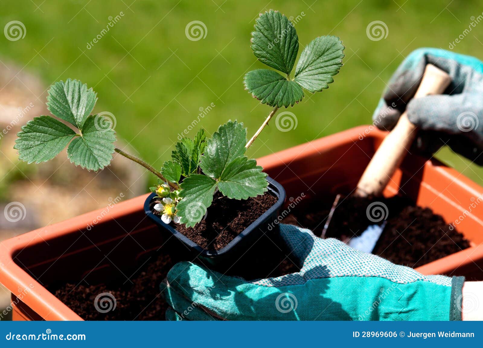 Strawberries seedling stock photo. Image of cultivated - 28969606