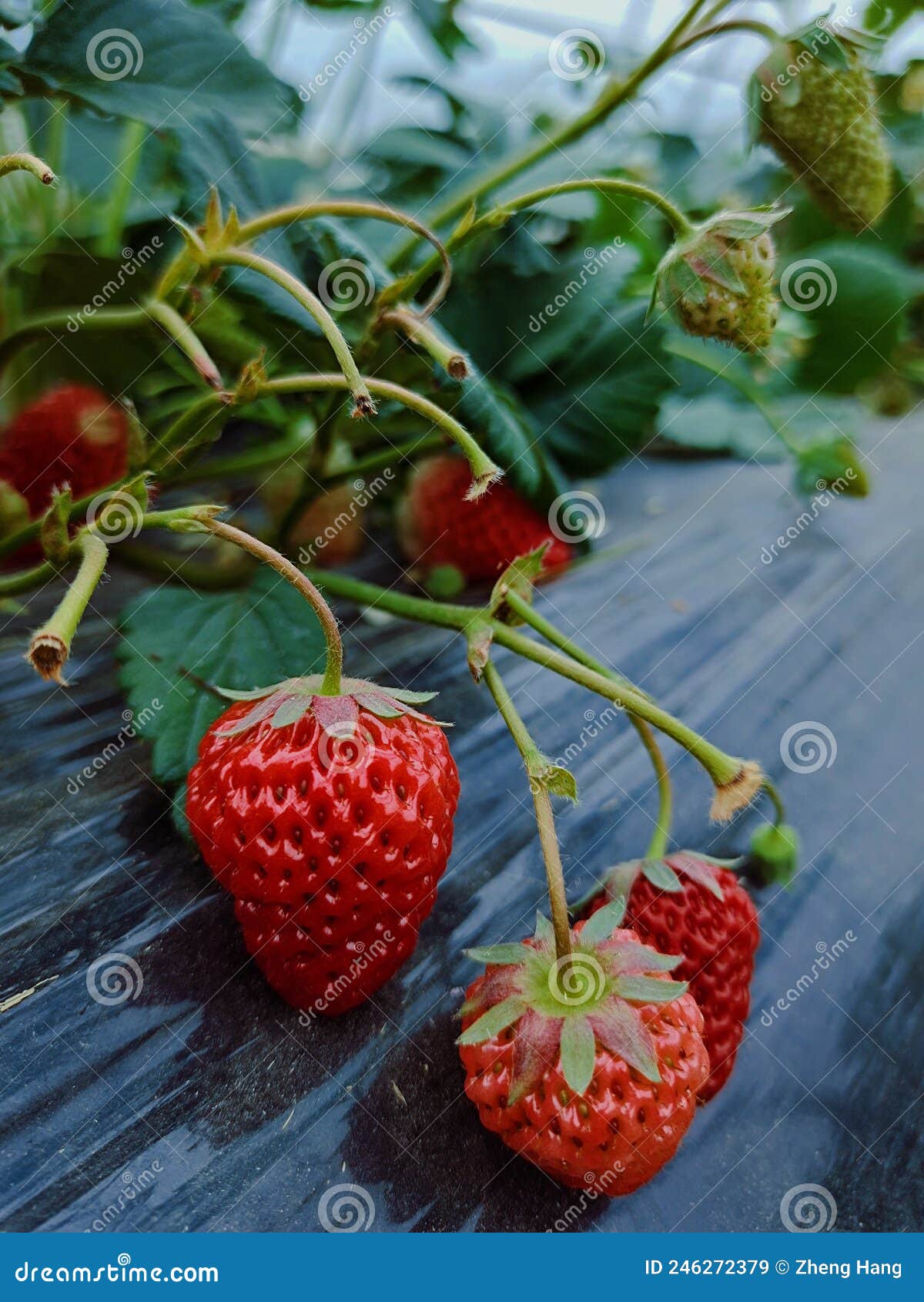 Strawberries in spring stock image. Image of strawberries - 246272379