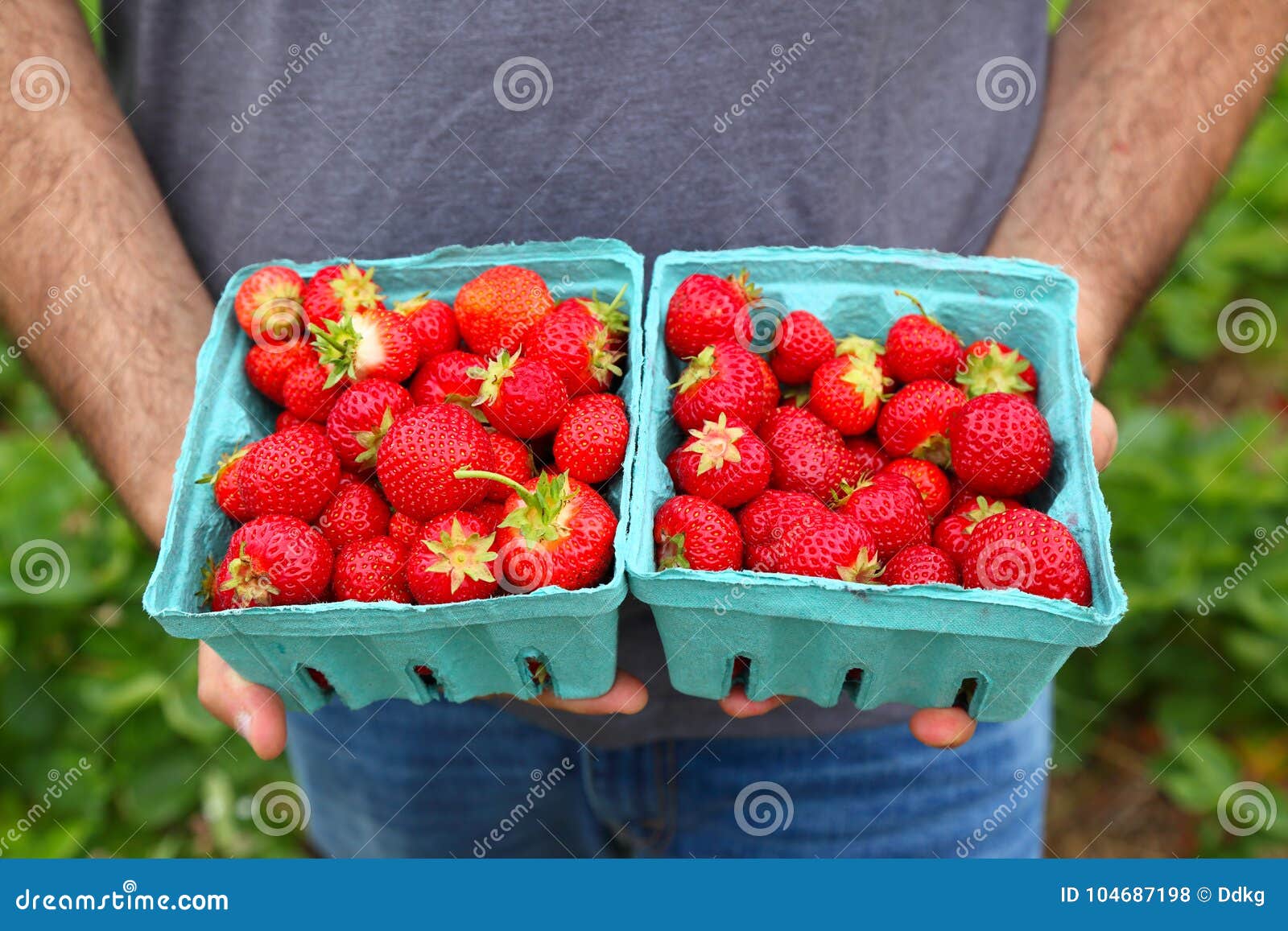 Strawberries, two pints stock photo. Image of berry - 104687198