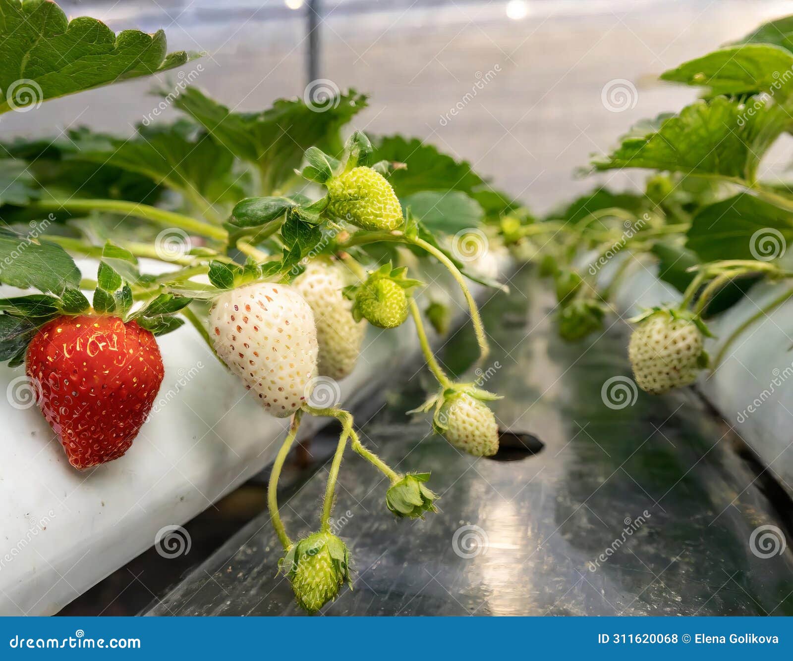 Strawberries at Various Ripening Stages in a Hydroponic Farming System ...