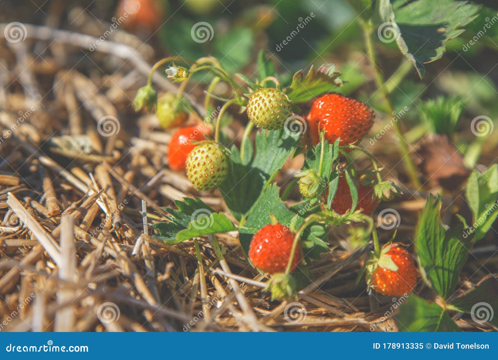 Strawberries on the vine stock image. Image of market - 178913335