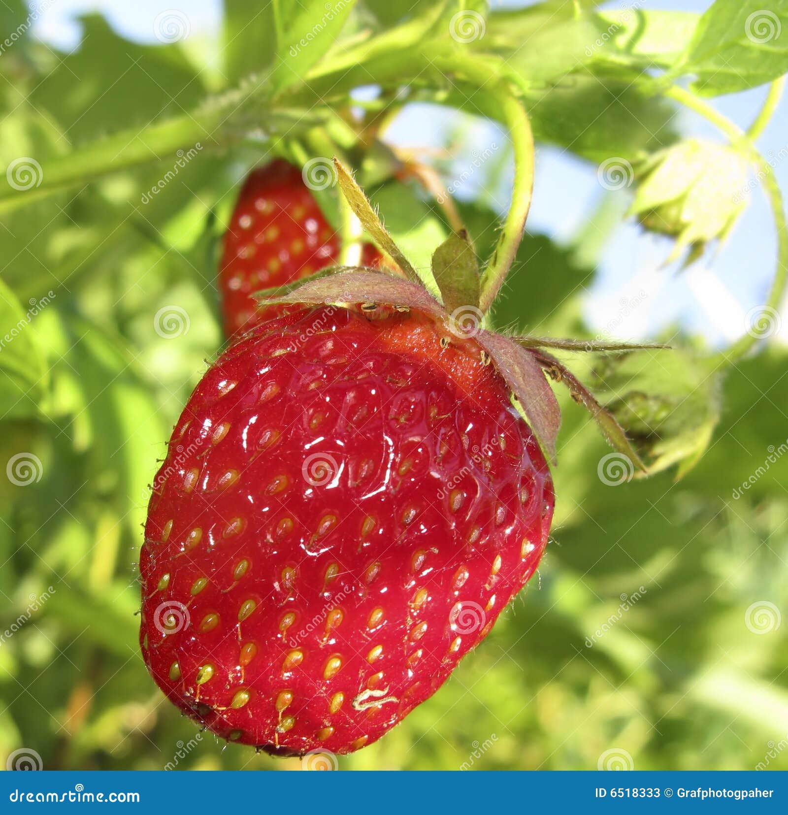 Strawberry stock image. Image of delicious, strawberry - 6518333