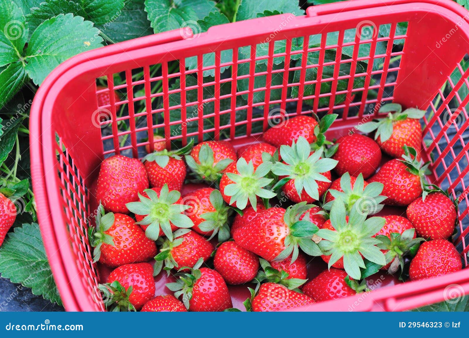 Strawberry in basket stock image. Image of farmer, nature - 29546323