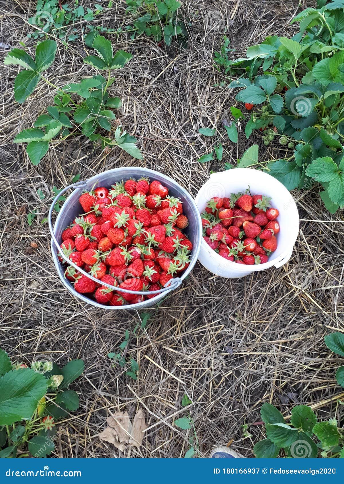 Strawberry Berries in Bucket on a Strawberry Bed Stock Image - Image of ...