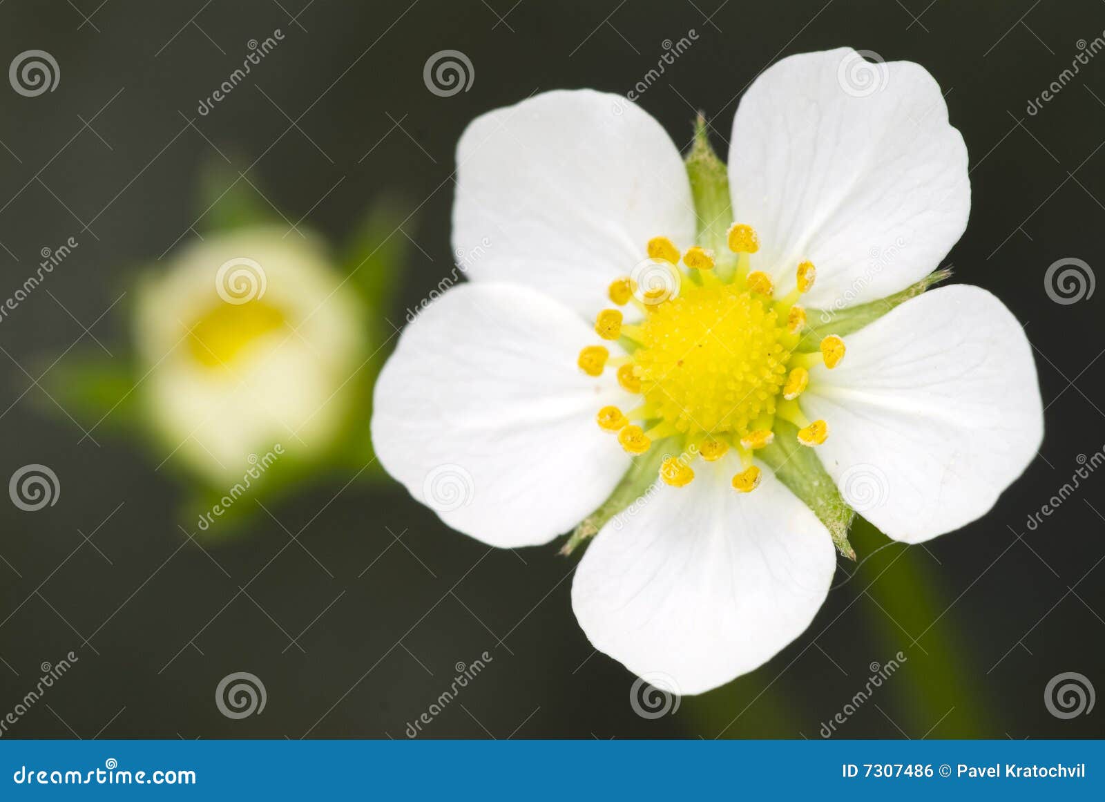 Strawberry bloom stock photo. Image of countryside, bloom - 7307486