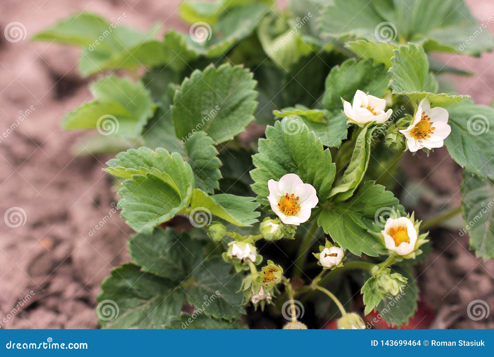 Strawberry Blooms in the Garden Stock Photo - Image of mixed, macro ...