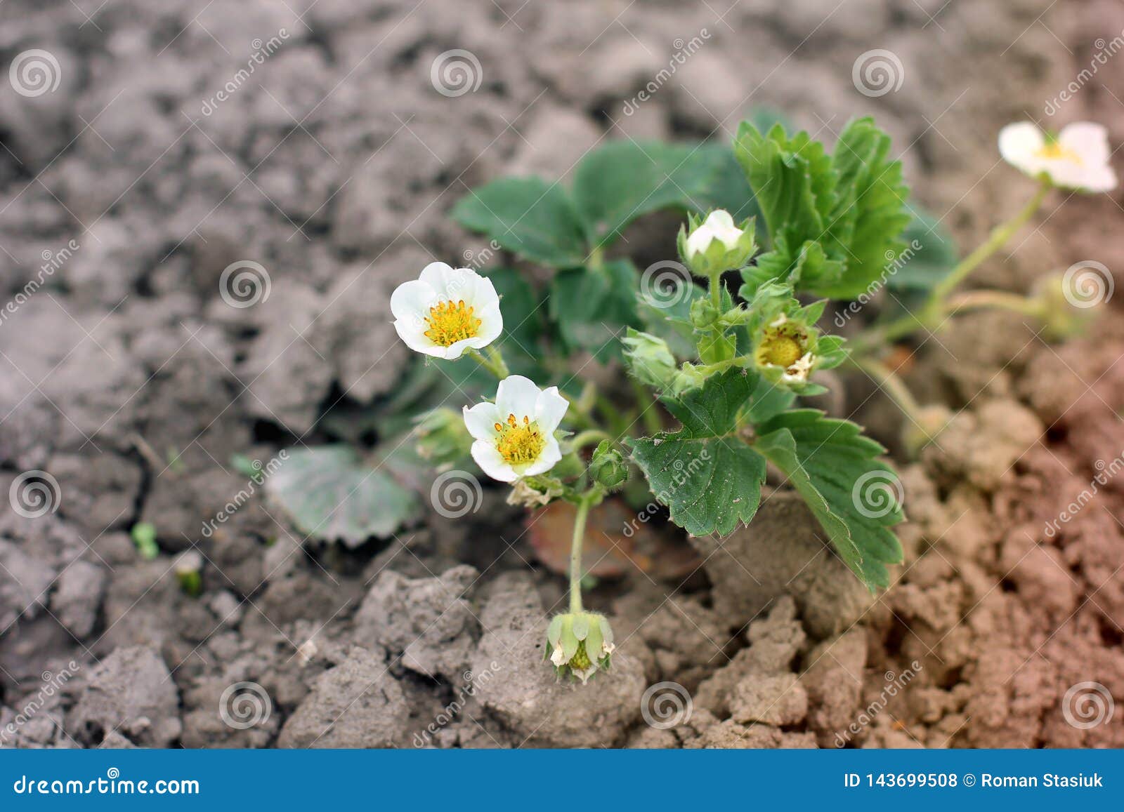 Strawberry Blooms in the Garden Stock Photo - Image of macro, healthy ...