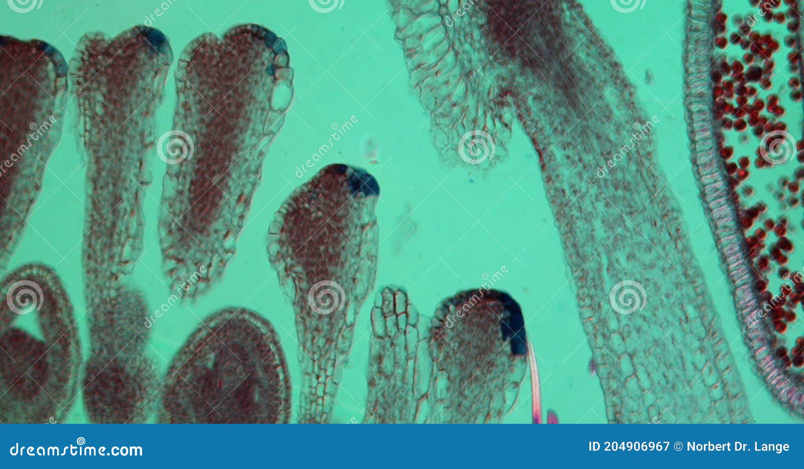 Strawberry Blossom in Longitudinal Section Stock Video - Video of blue ...