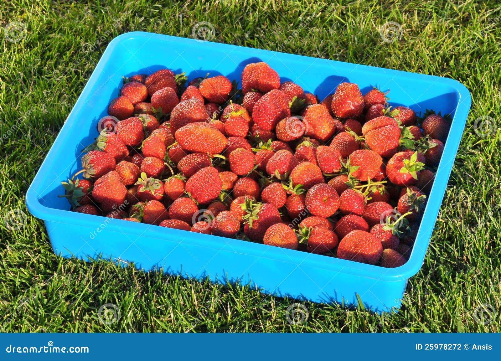 Strawberry in blue box stock photo. Image of breakfast - 25978272