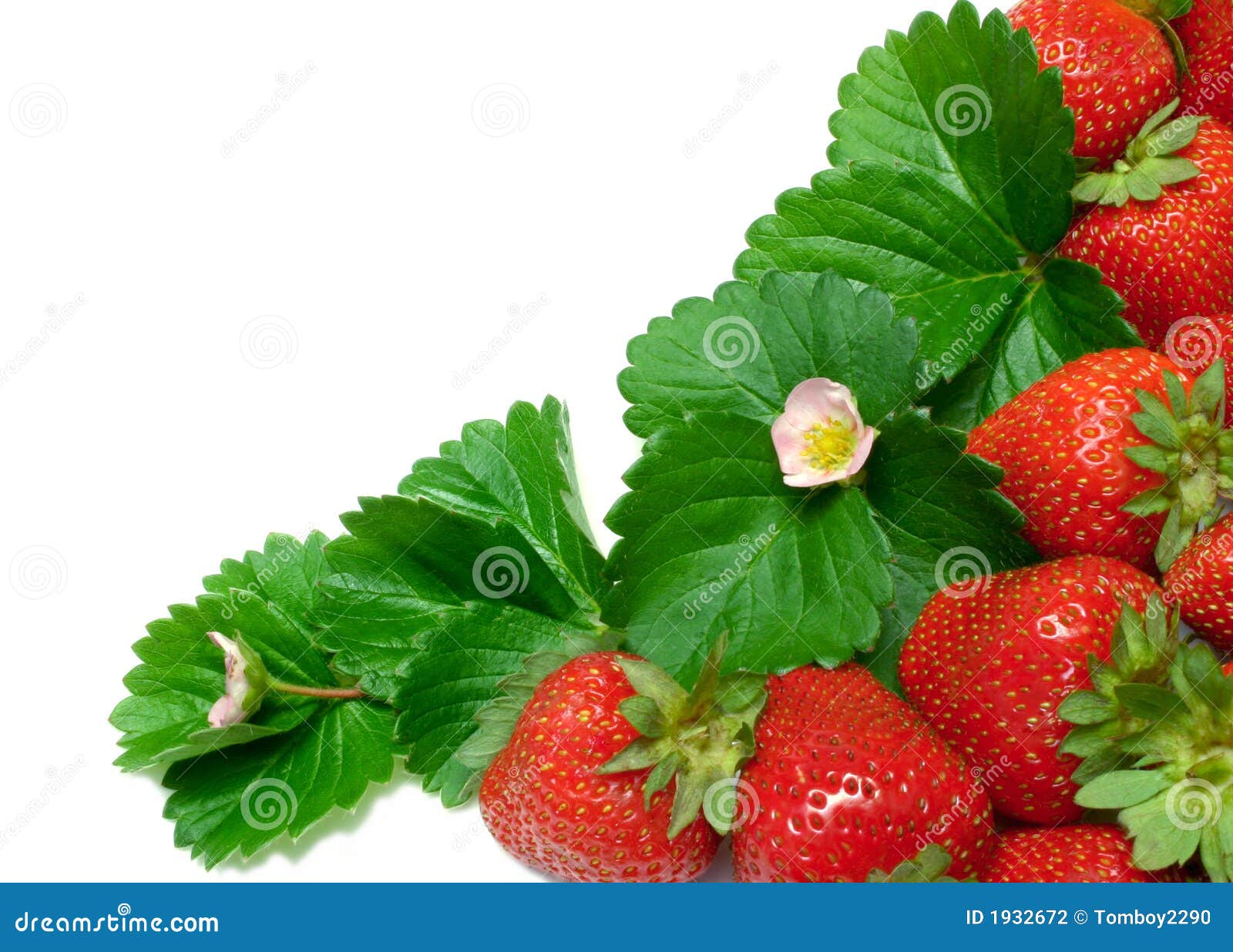 4,015 Strawberry Border Photos - Free & Royalty-Free Stock Photos from ...