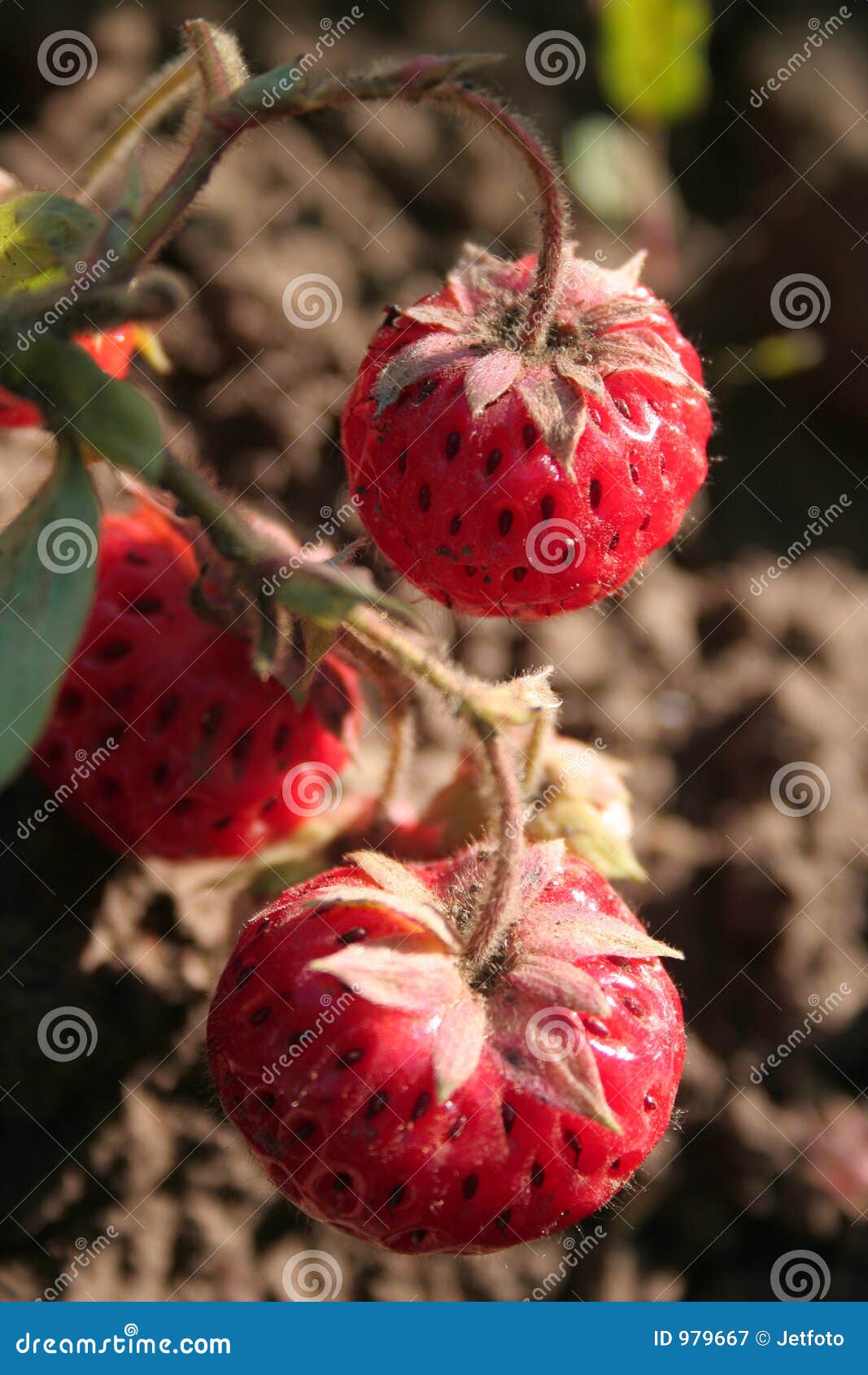 Strawberry on branch stock image. Image of harvest, branch - 979667