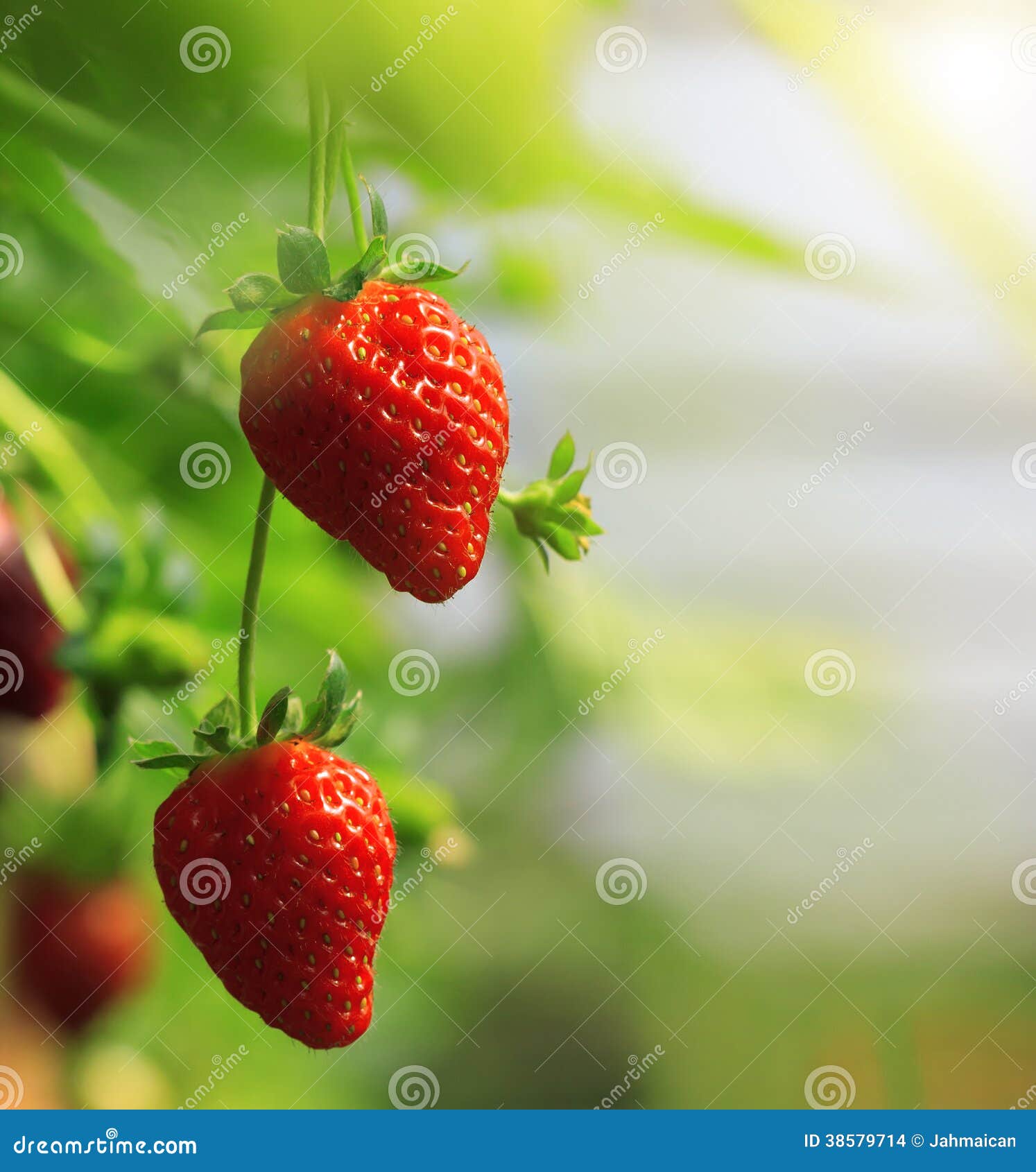 Strawberry on the branch stock photo. Image of delicious - 38579714