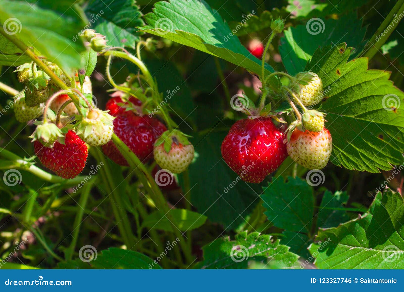 Strawberry on a Branch in a Garden, Nature Background Stock Photo ...