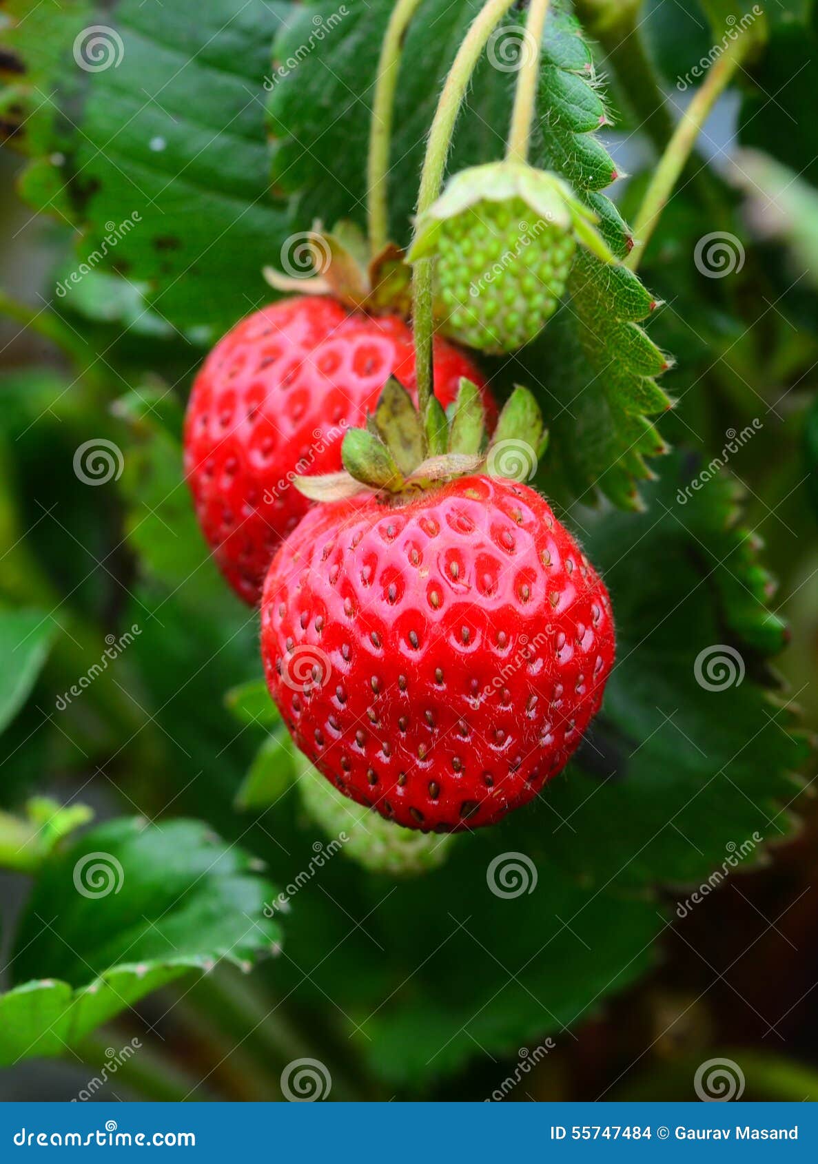 Strawberry bunch stock photo. Image of ready, oxidant - 55747484