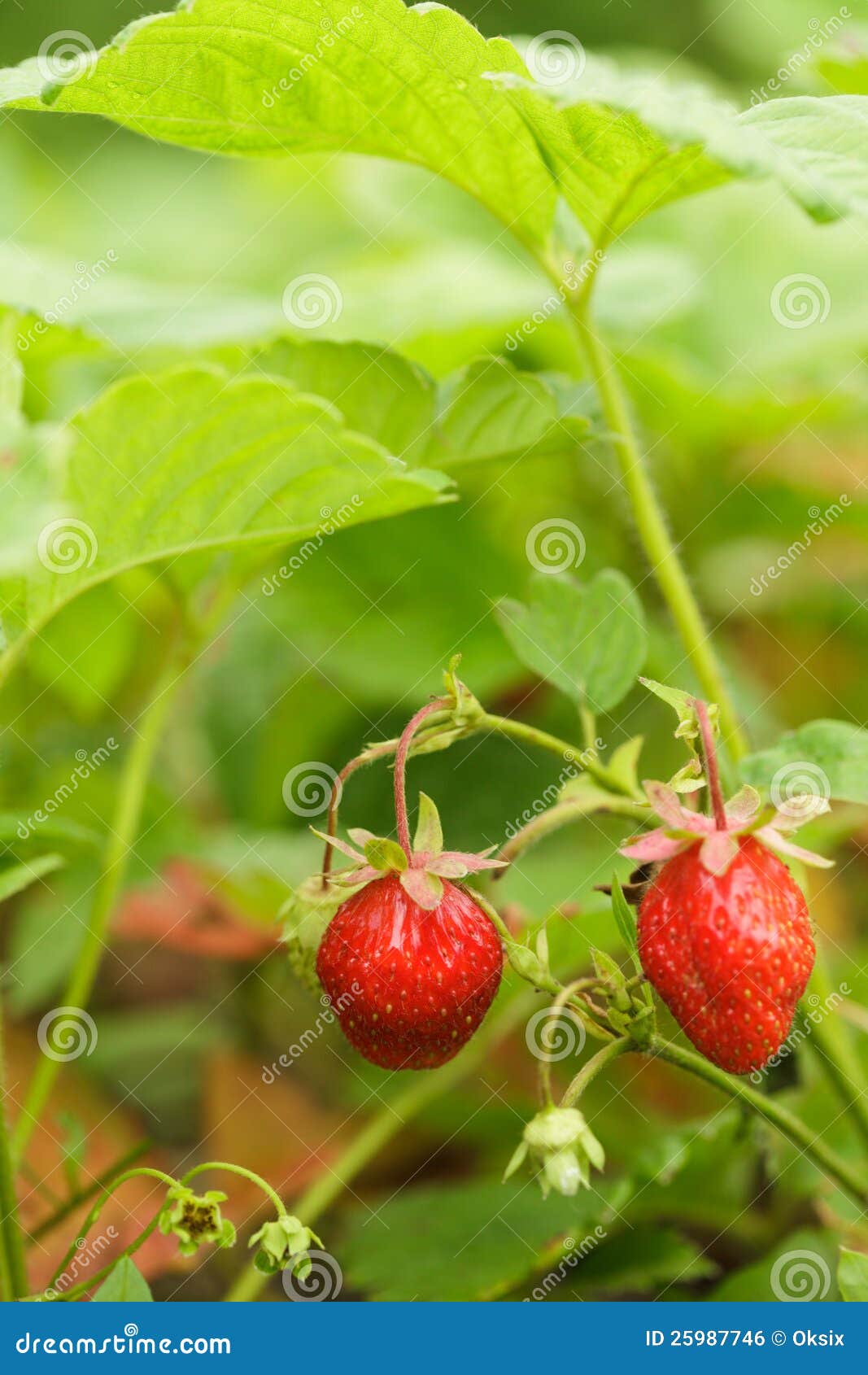 Strawberry bush stock photo. Image of garden, agricultural - 25987746