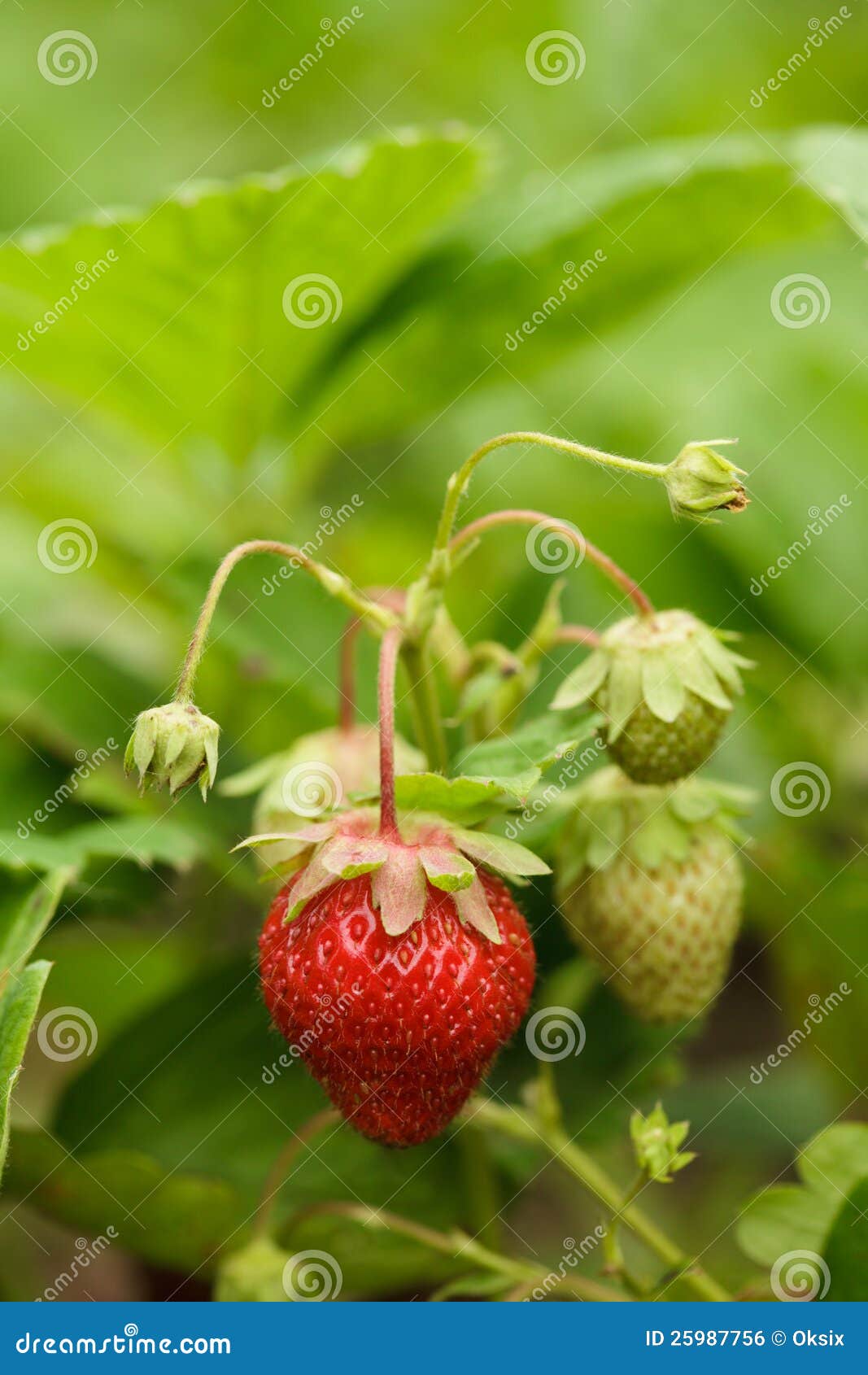 Strawberry bush stock photo. Image of ripe, outdoor, food - 25987756