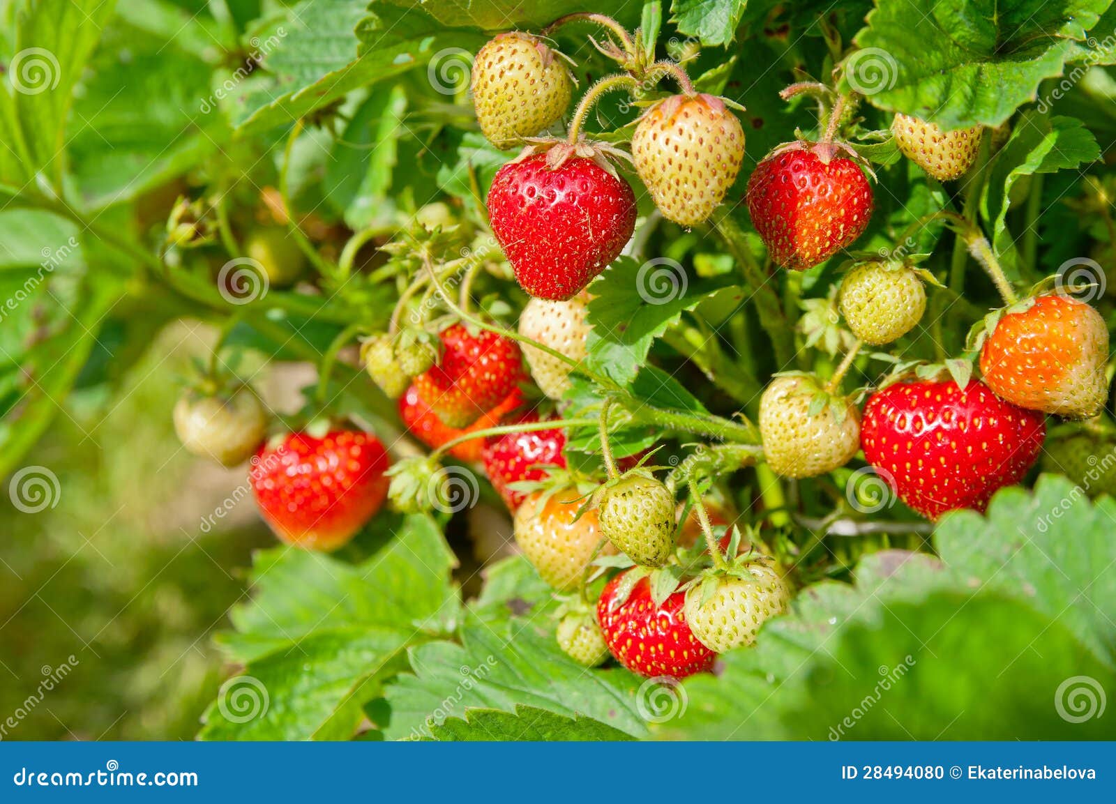 Strawberry bush stock photo. Image of edible, eating - 28494080