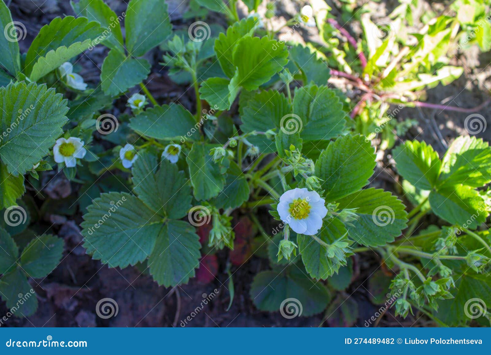 Strawberry Bush Blooms in Spring Stock Photo - Image of healthy, petals ...