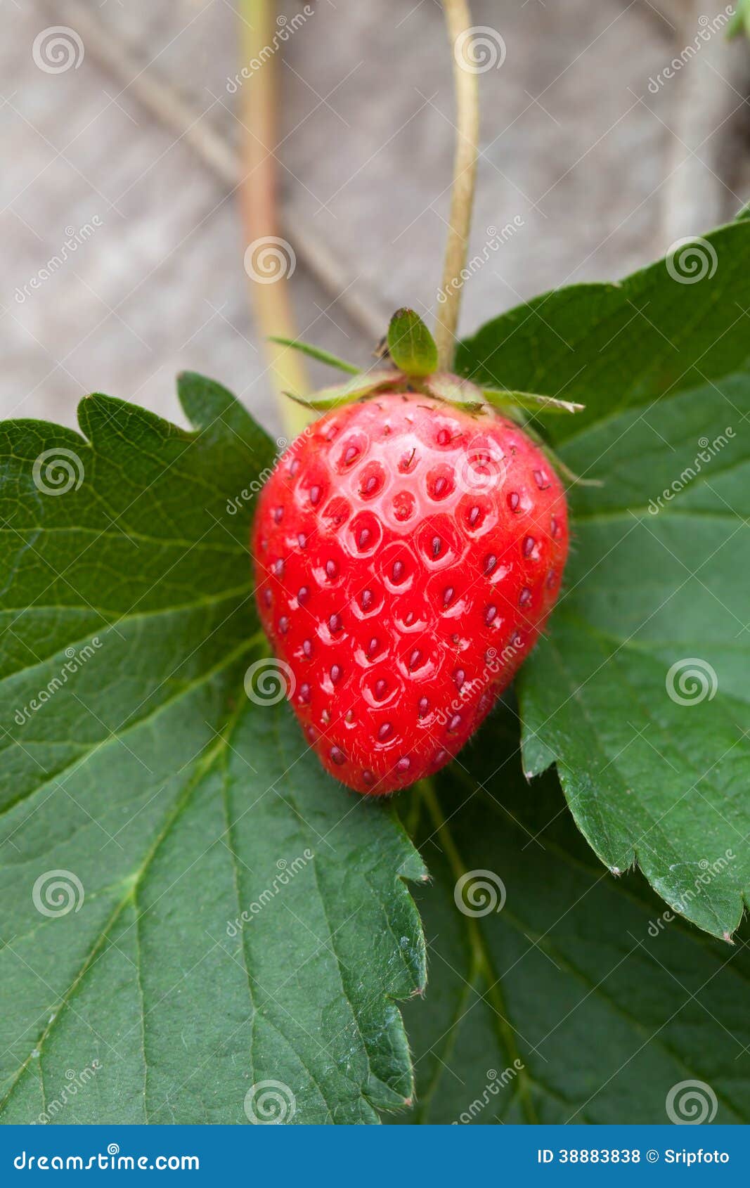 Strawberry Bush Growing in the Garden Stock Photo - Image of fresh ...