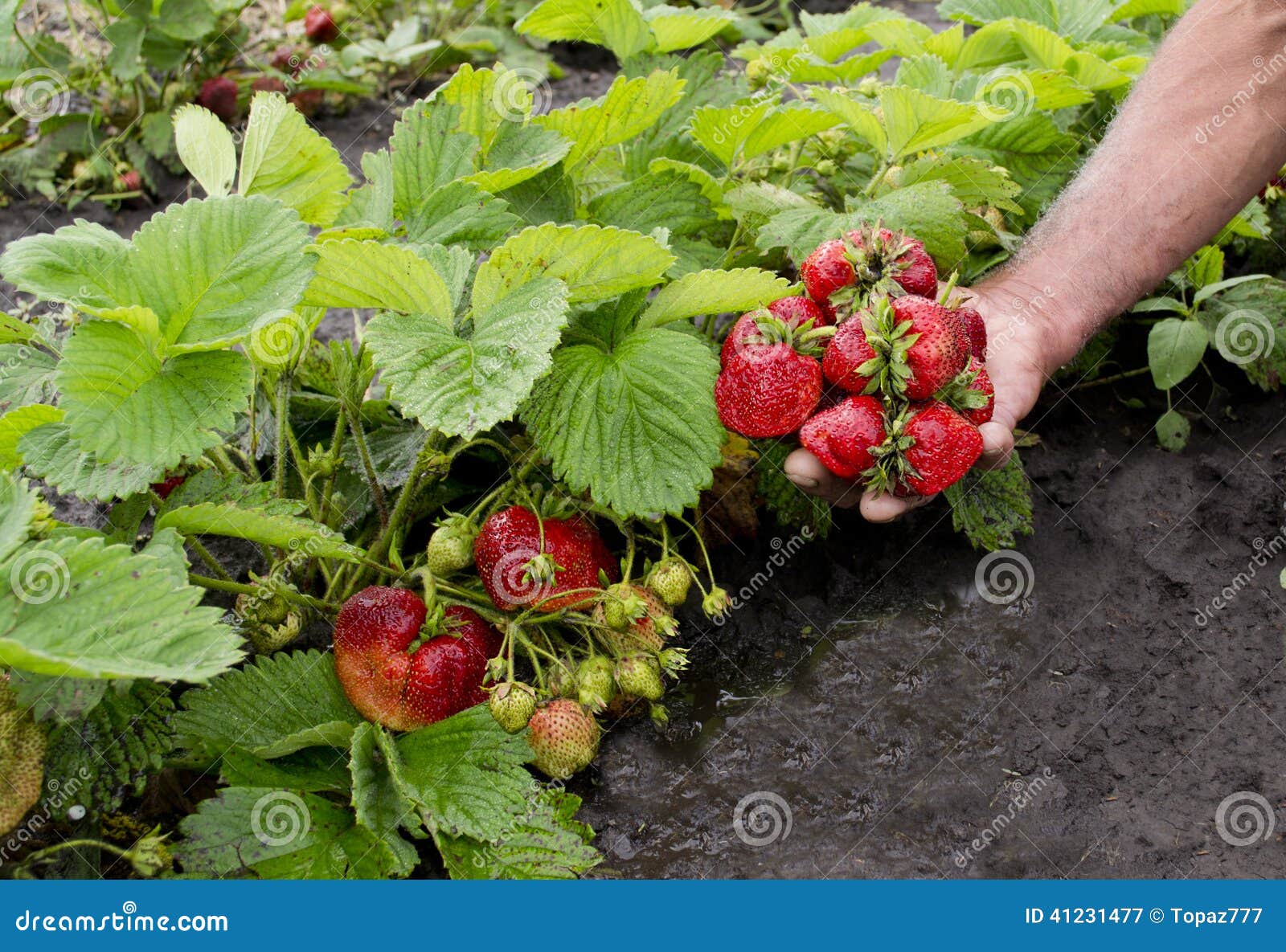 Strawberry Bush In A Basket On A Black Background With Place For Text ...
