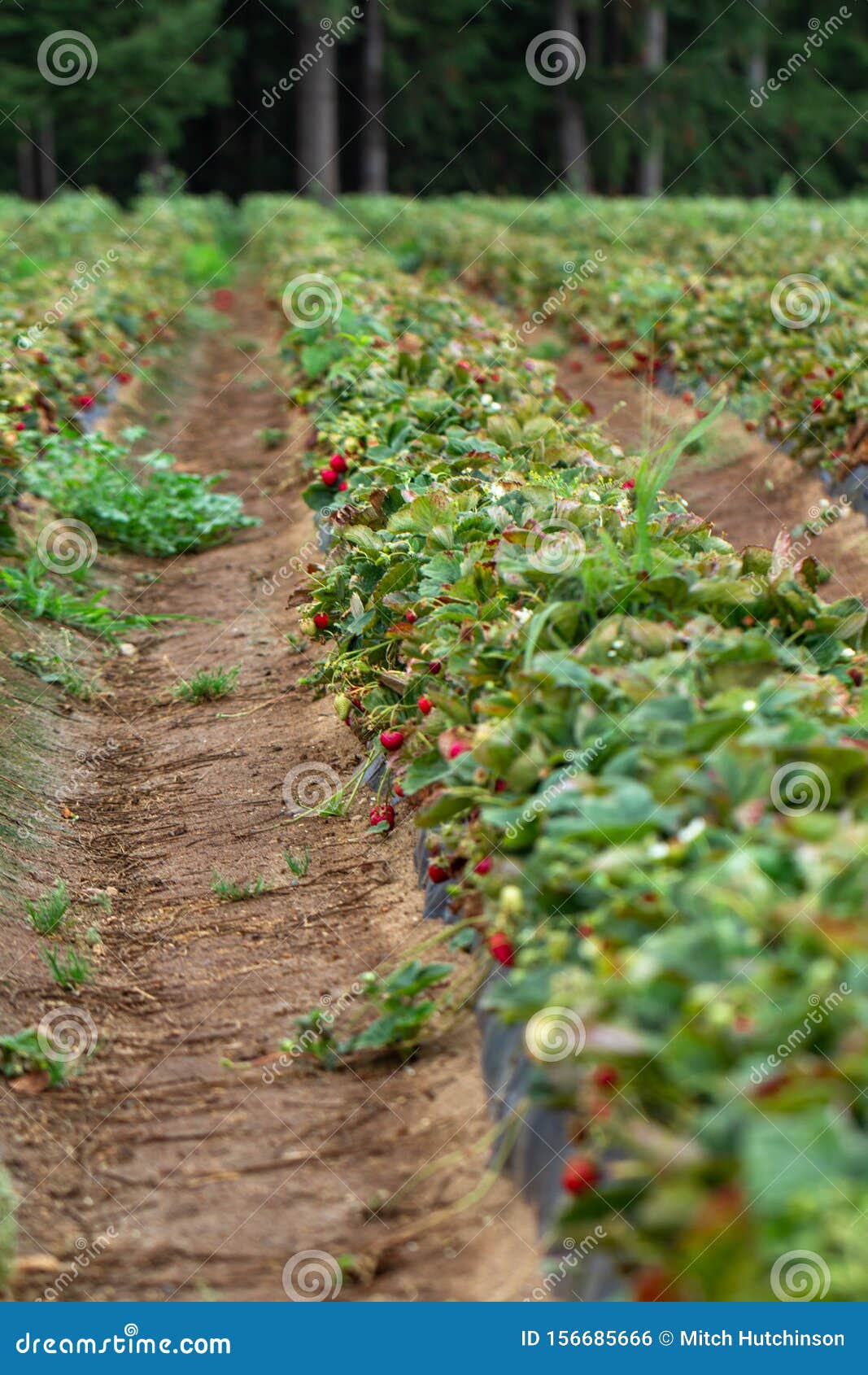 Strawberry Bush in a Row Ready To Be Picked Stock Photo - Image of ...