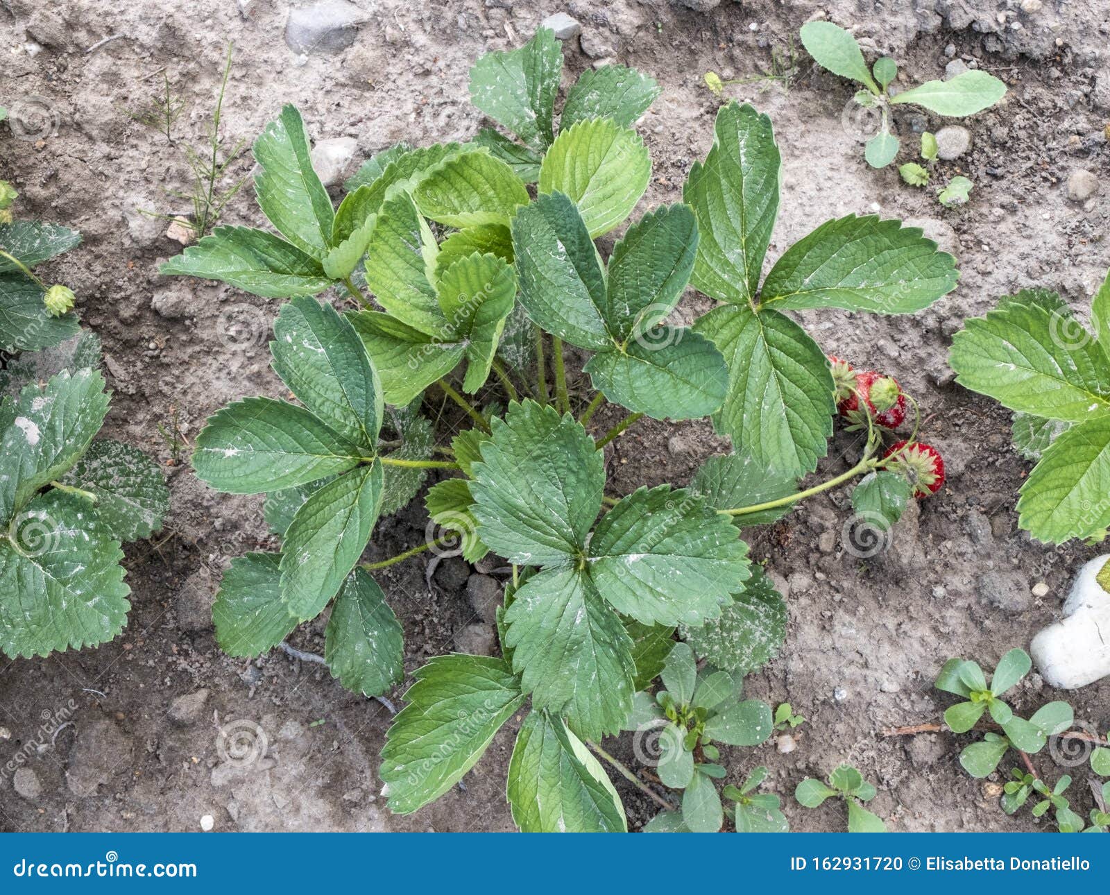 Strawberry Bush Seen from Above Stock Photo - Image of farm, organic ...