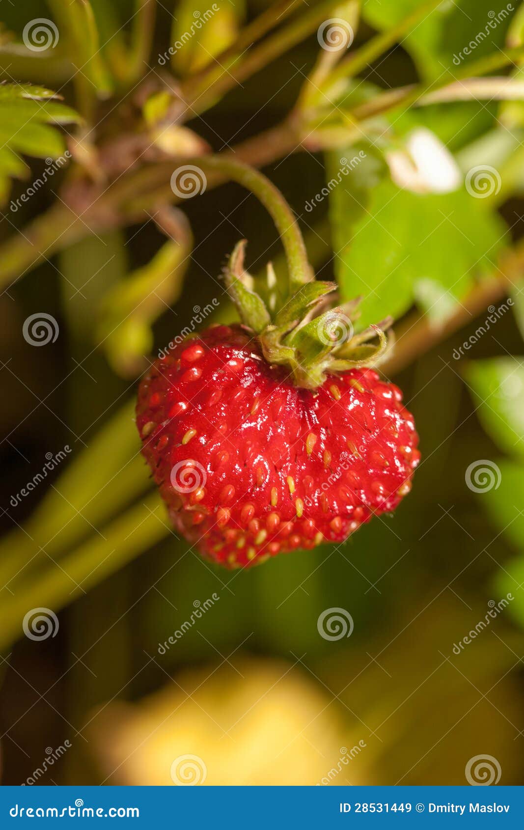 Strawberry close up stock image. Image of succulent, food - 28531449