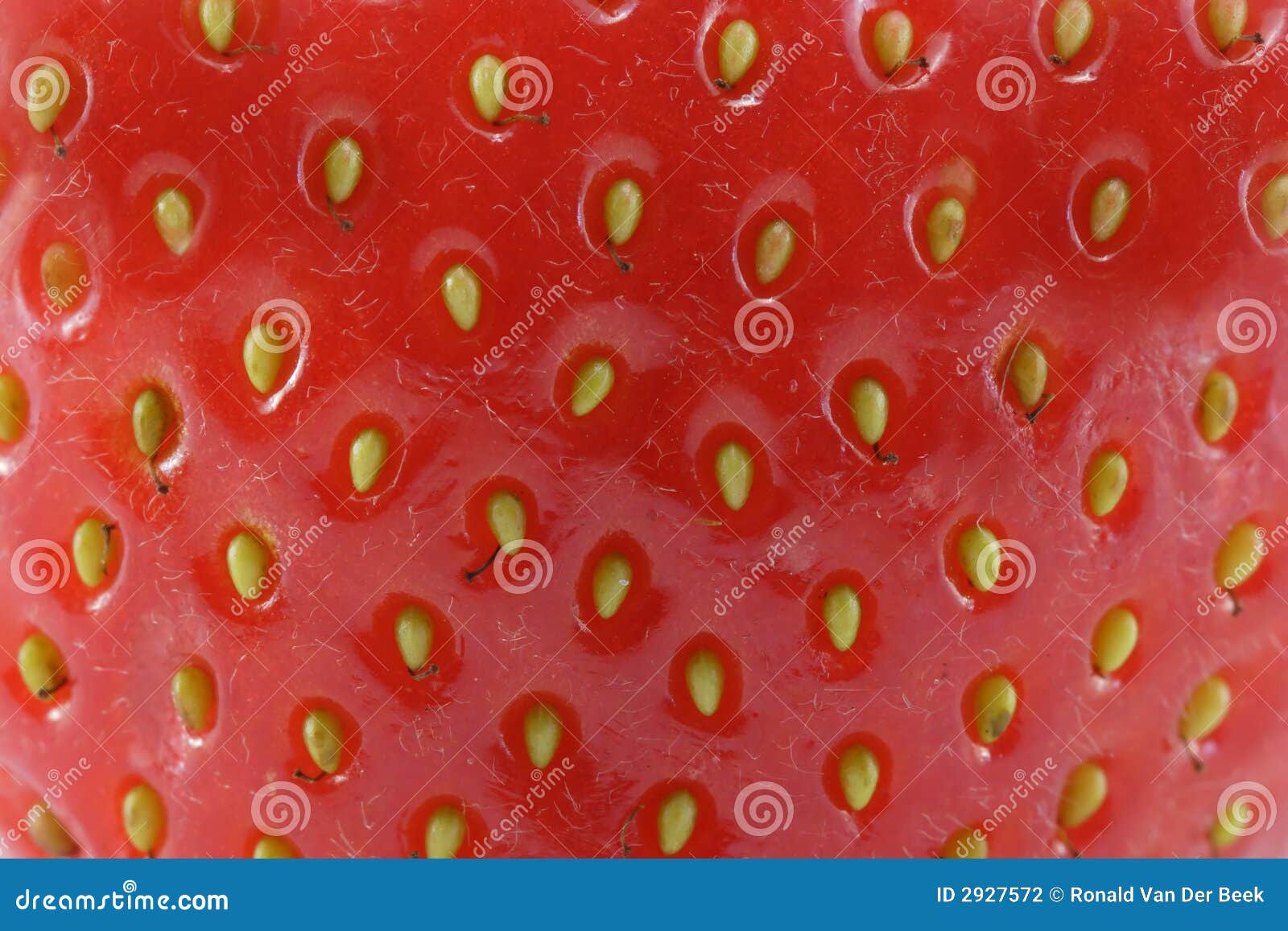 Strawberry close-up stock photo. Image of eating, food - 2927572