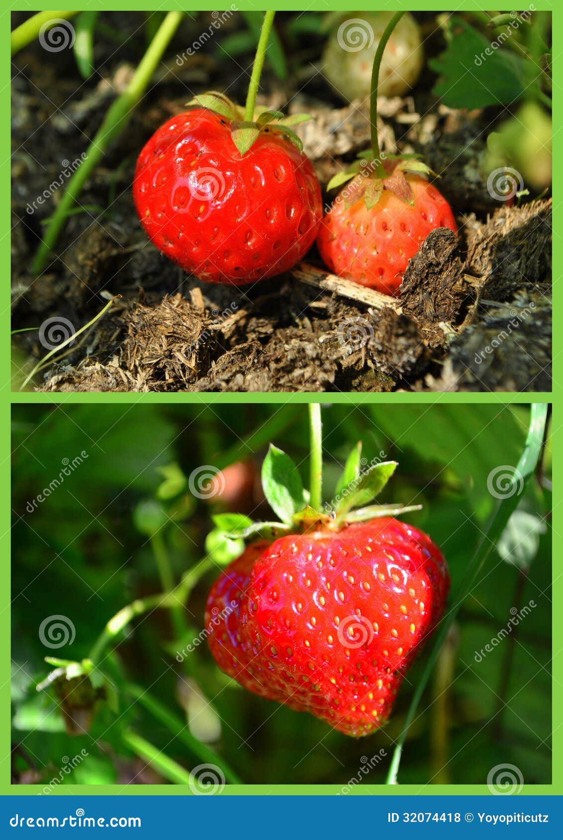 Strawberry collage stock photo. Image of botanic, ecology - 32074418