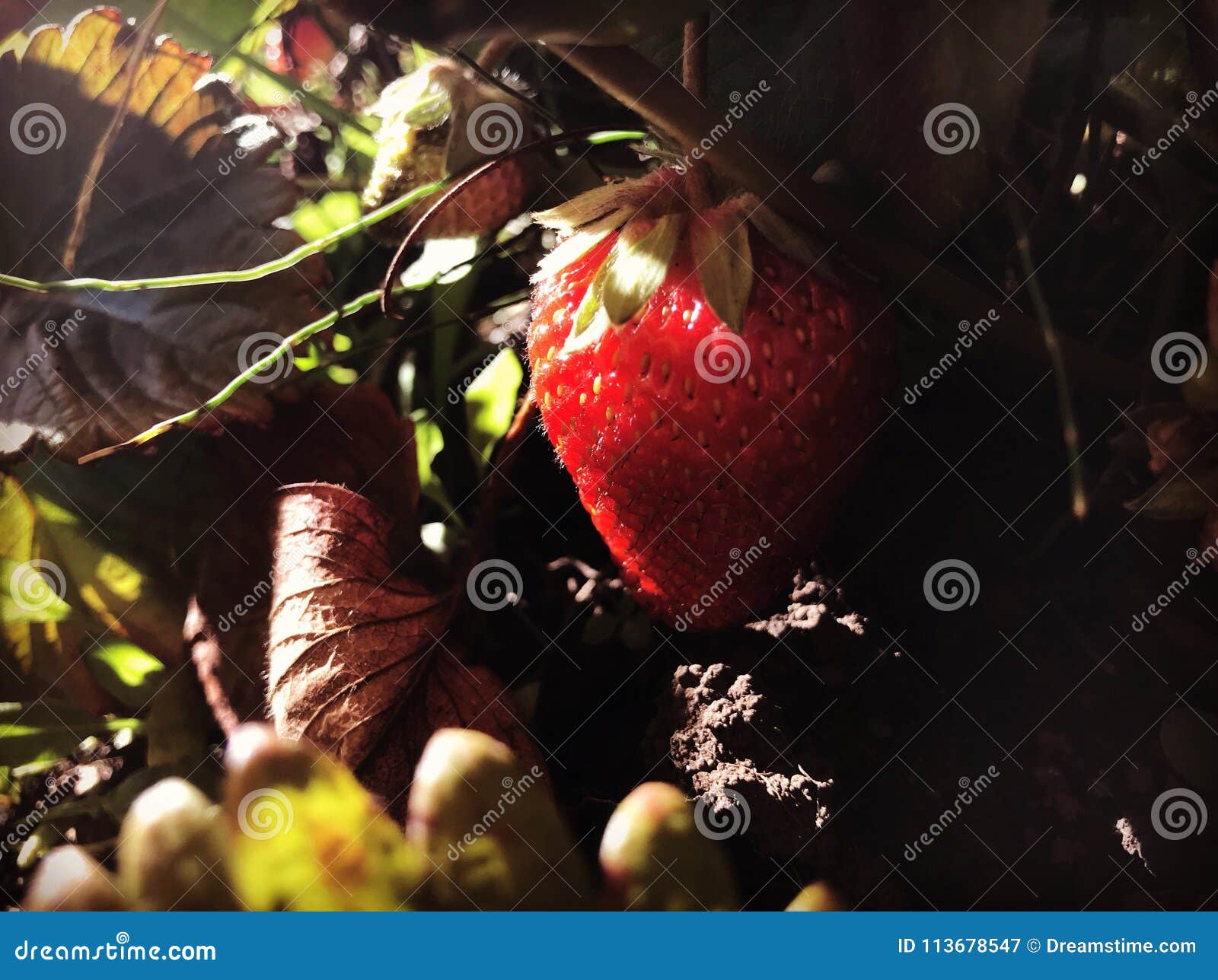 Strawberry color red stock image. Image of color, plant - 113678547