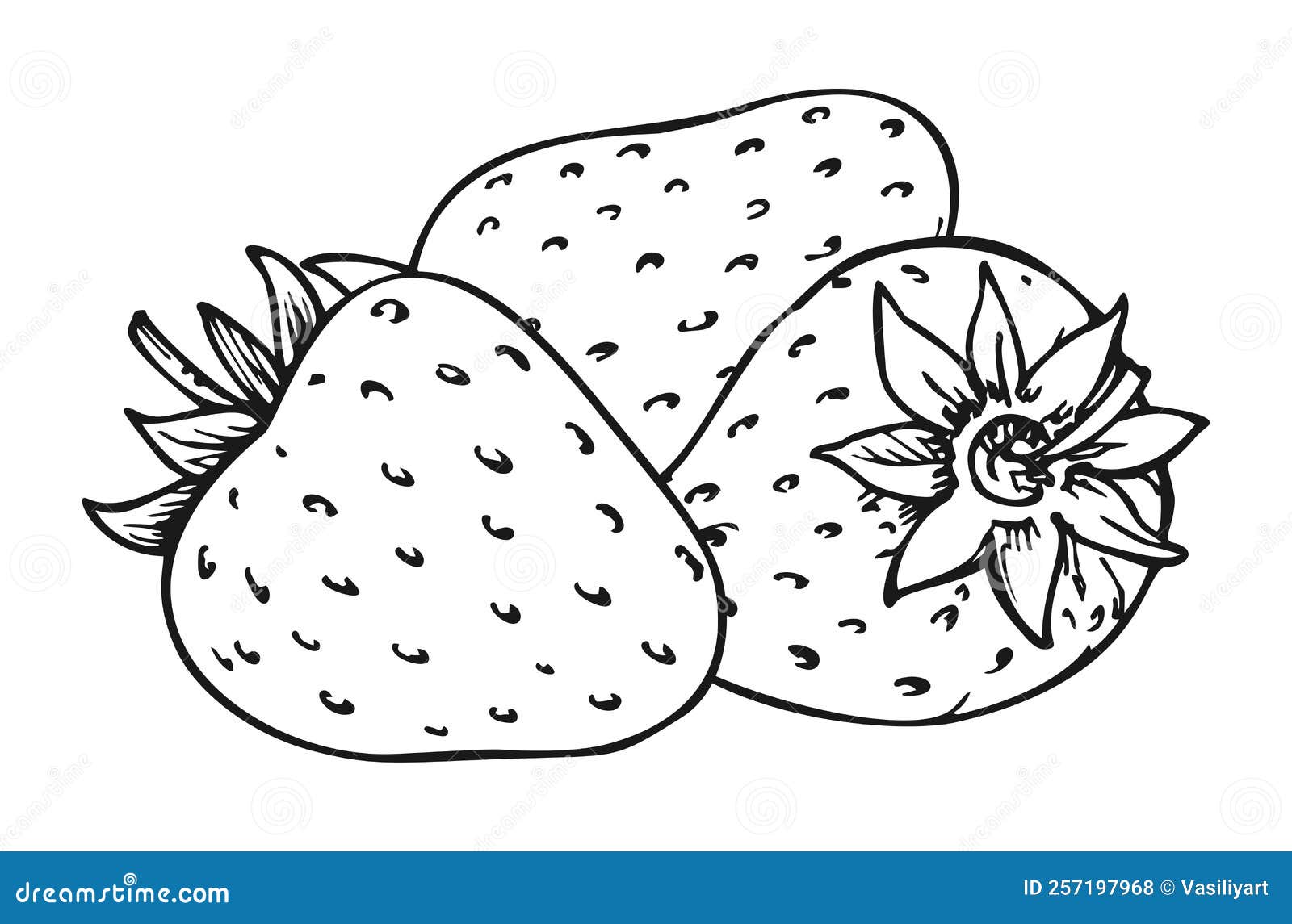 Strawberry Coloring Book Whole Ripe Sweet Fruit Stock Vector