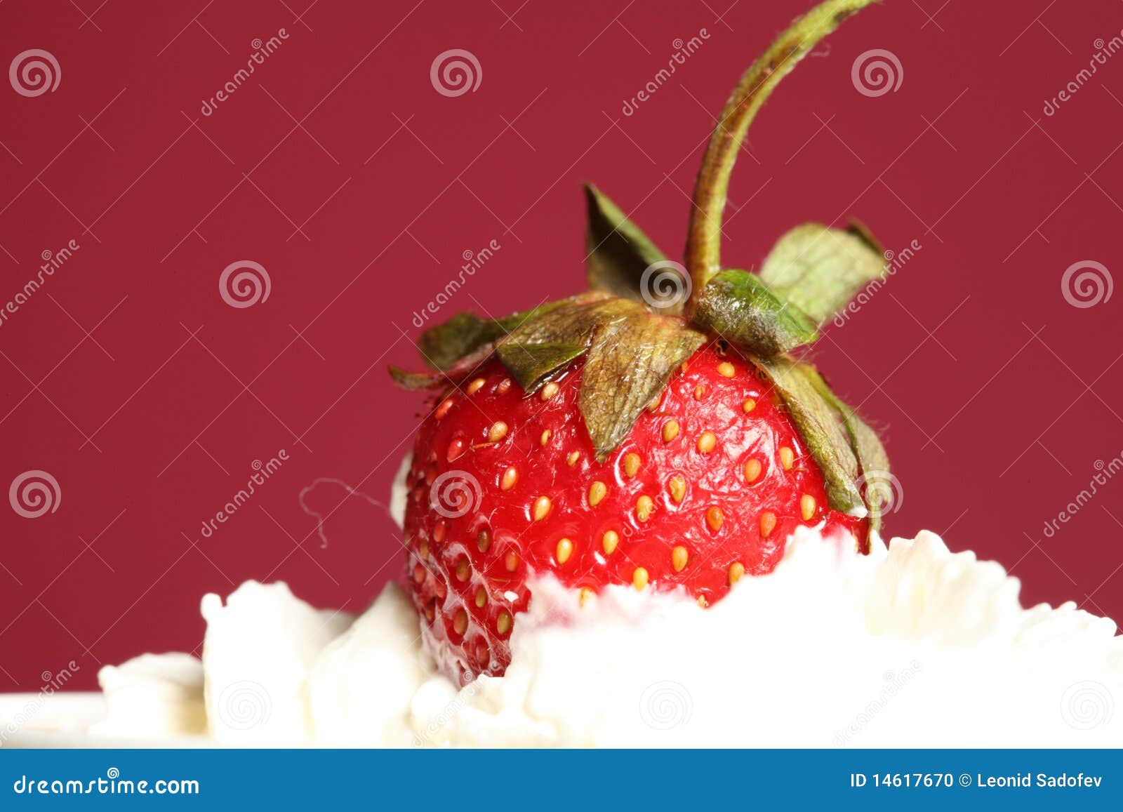 Strawberry and cream stock photo. Image of milk, macro - 14617670