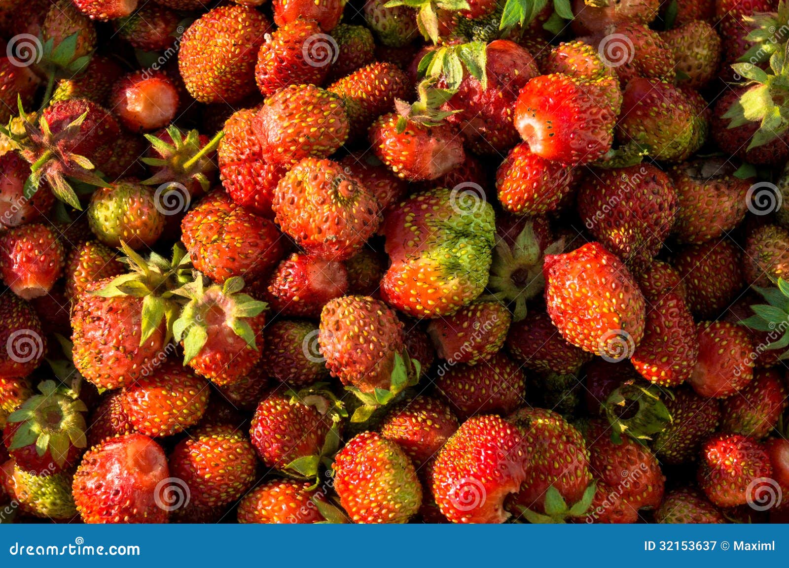 Strawberry crop stock image. Image of summer, flora, green - 32153637