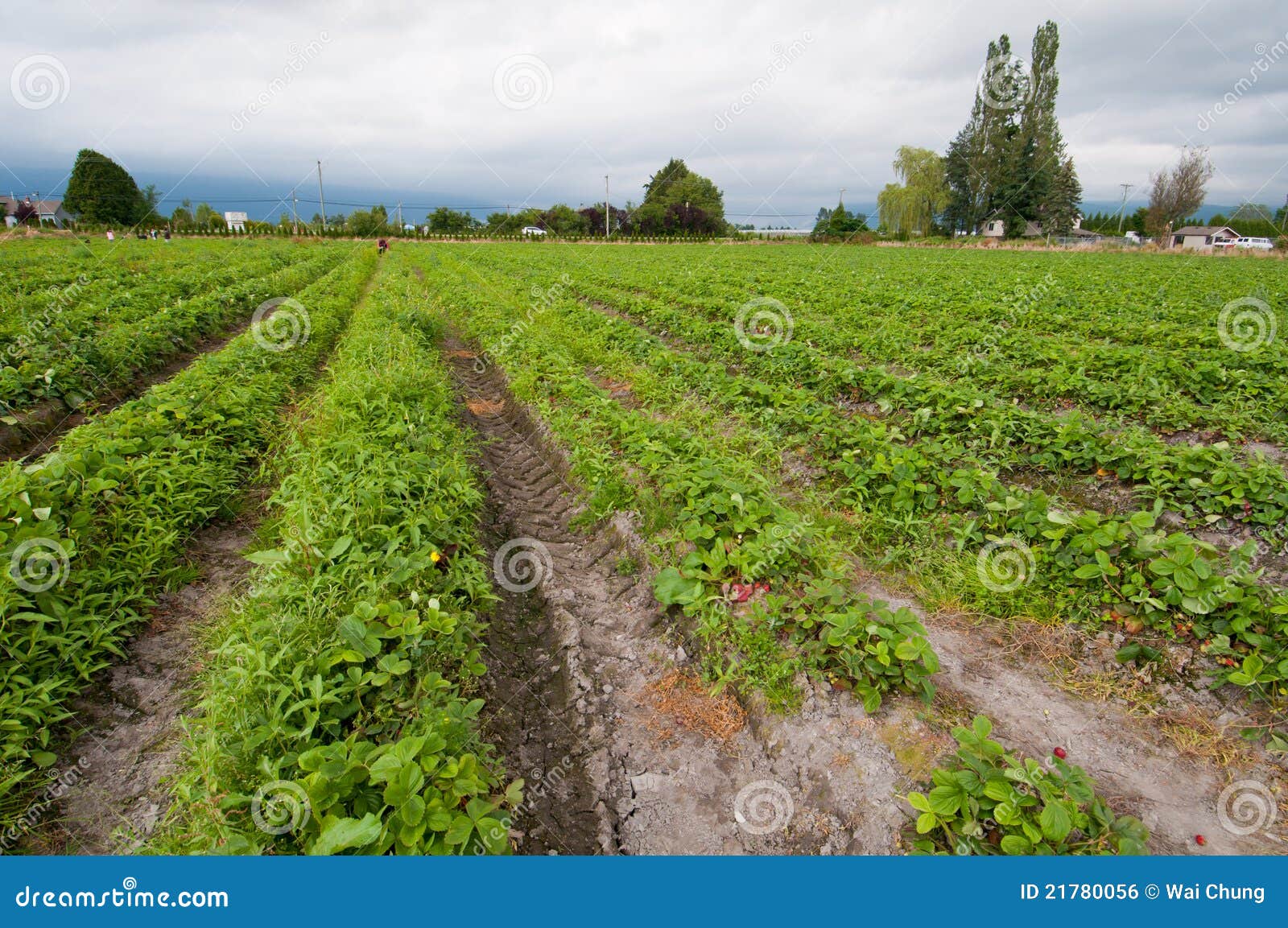Strawberry crops stock photo. Image of strawberry, commercial - 21780056