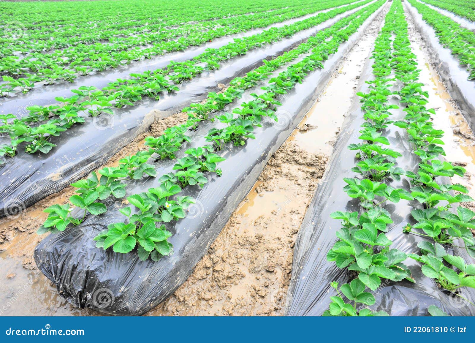 Strawberry crops stock photo. Image of field, farmland - 22061810