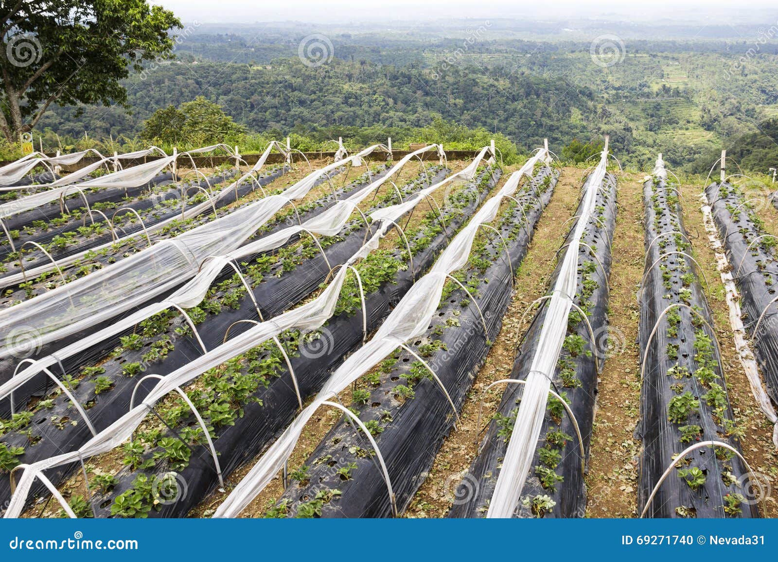 Strawberry Cultivation Field Stock Photo - Image of environment ...