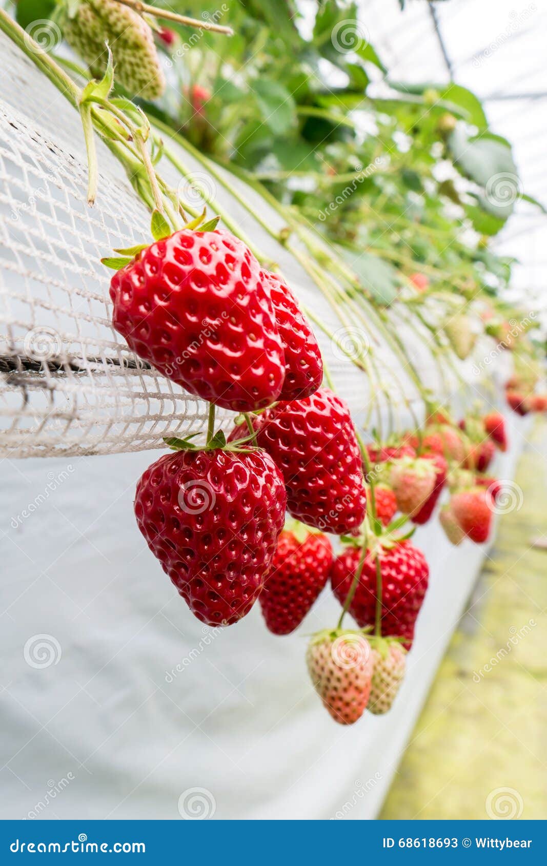 Strawberry Cultivation in Plant Stock Image - Image of growing, seed ...